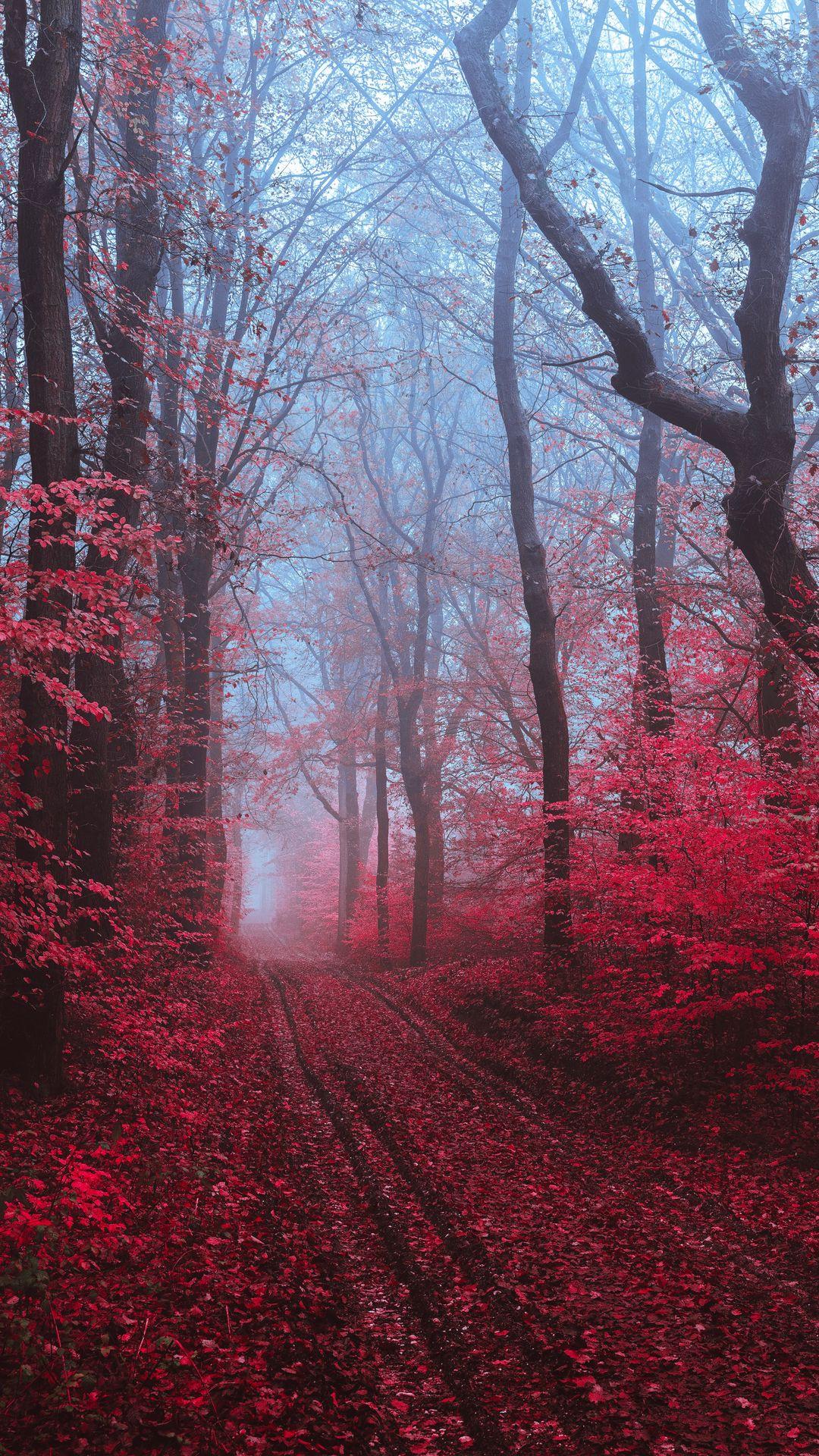 Red Jungle Wallpapers - Top Free Red Jungle Backgrounds - WallpaperAccess