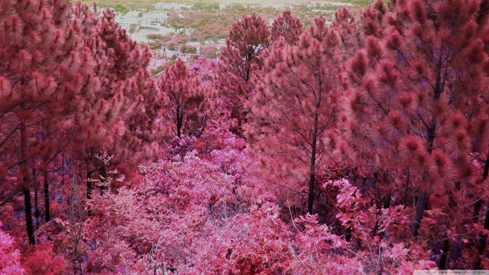 Red Jungle Wallpapers - Top Free Red Jungle Backgrounds - WallpaperAccess