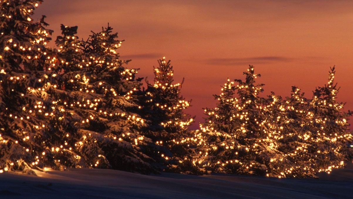 Christmas Forest Wallpapers - Top Free Christmas Forest Backgrounds ...