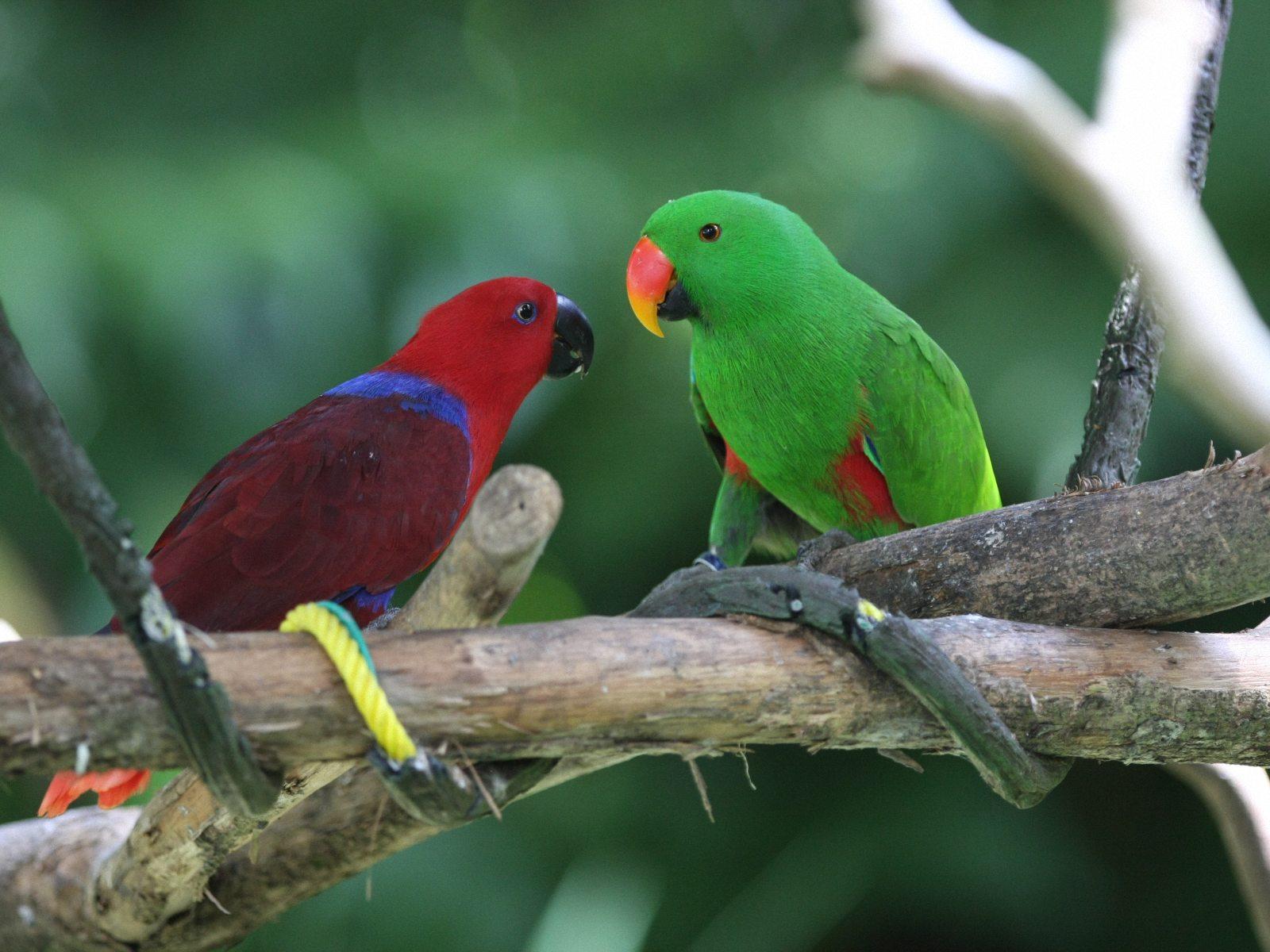 Indian Parrot HD Wallpapers - Top Free Indian Parrot HD Backgrounds ...