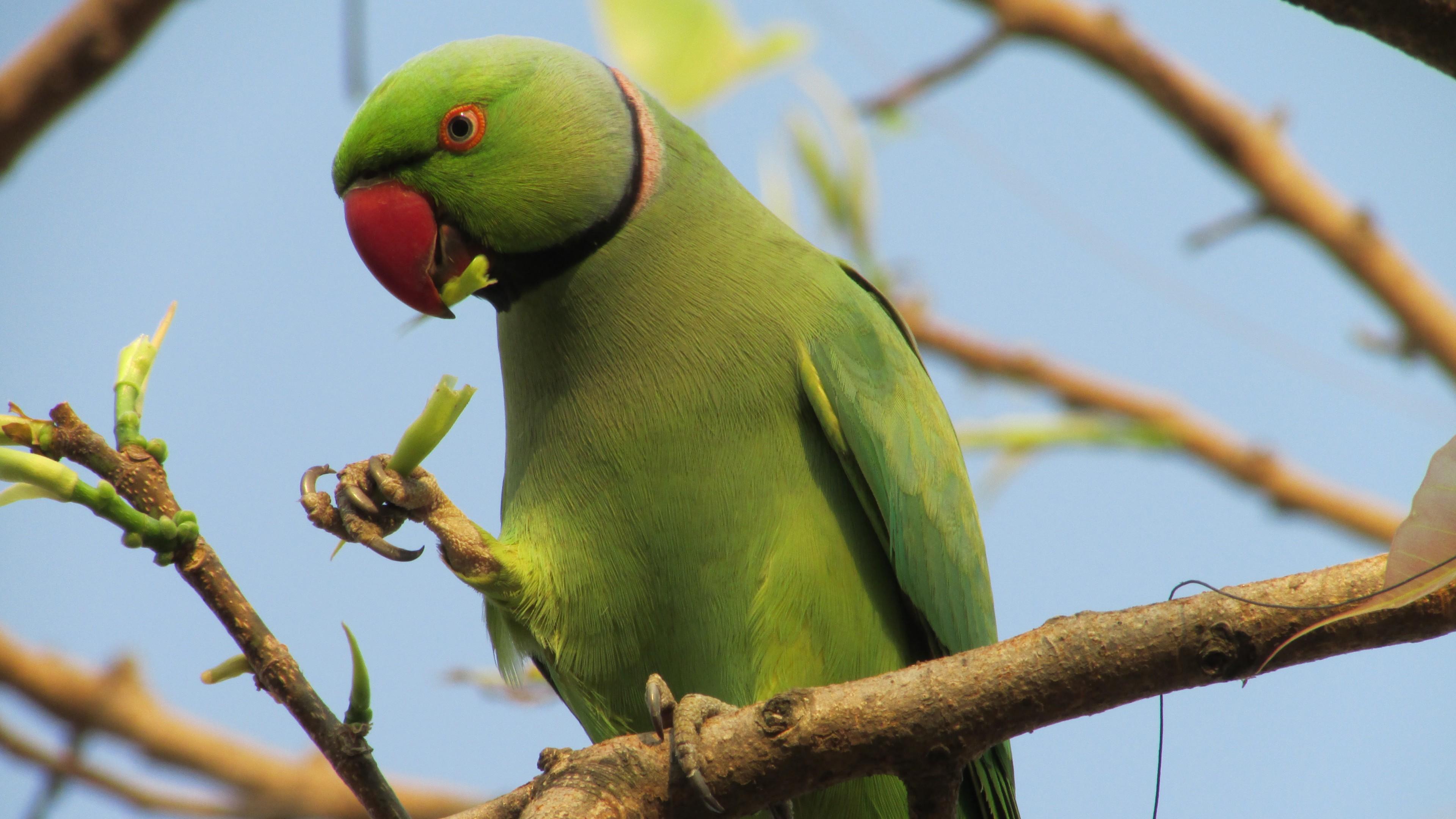 Indian Parrot HD Wallpapers - Top Free Indian Parrot HD Backgrounds ...