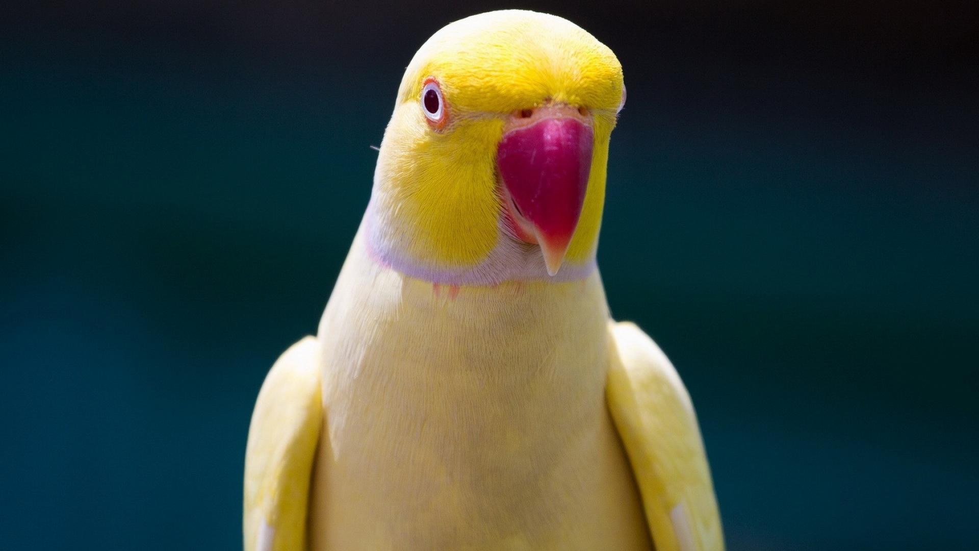 Indian Parrot HD Wallpapers - Top Free Indian Parrot HD Backgrounds ...