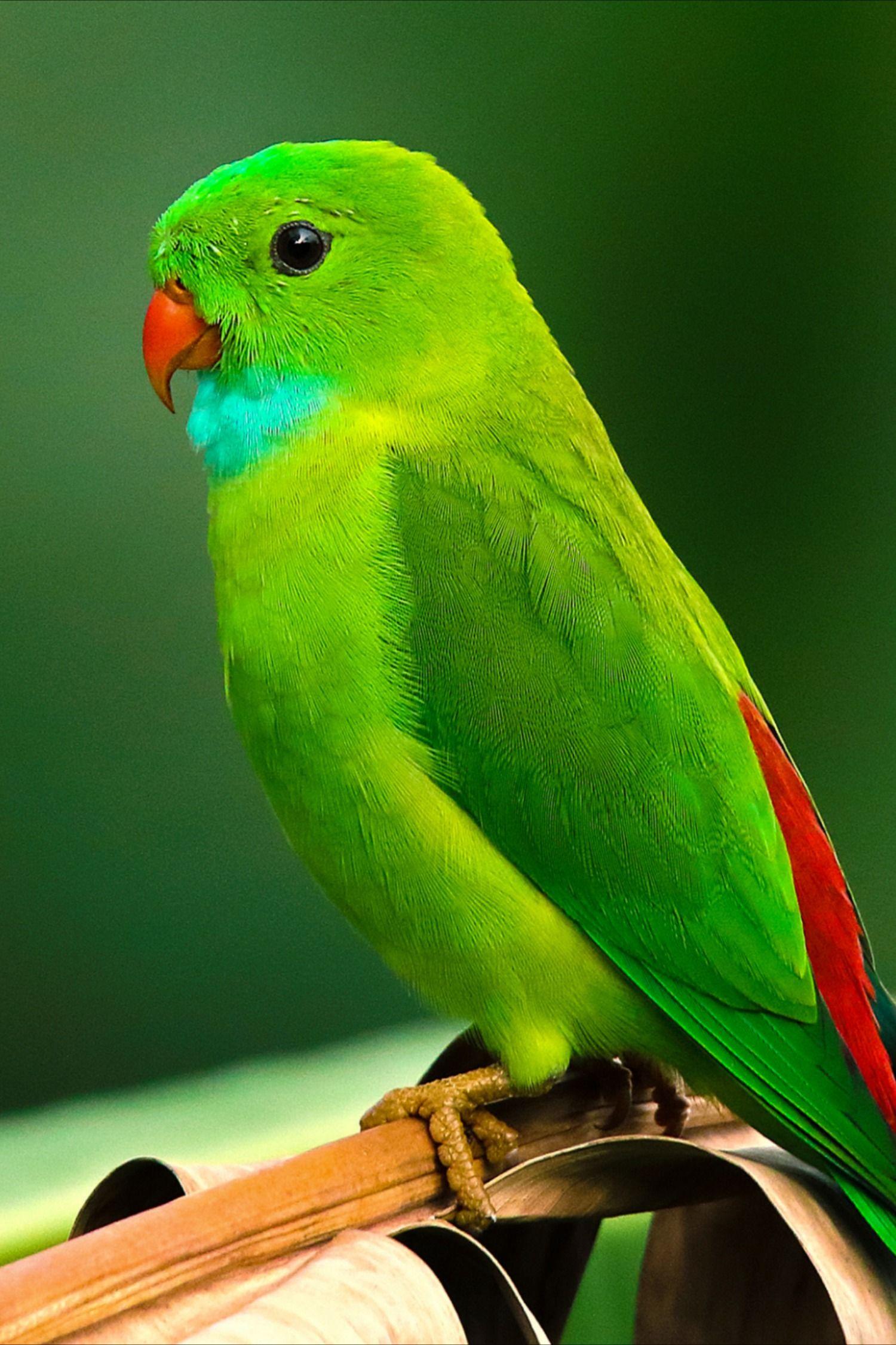 Indian Parrot HD Wallpapers - Top Free Indian Parrot HD Backgrounds ...