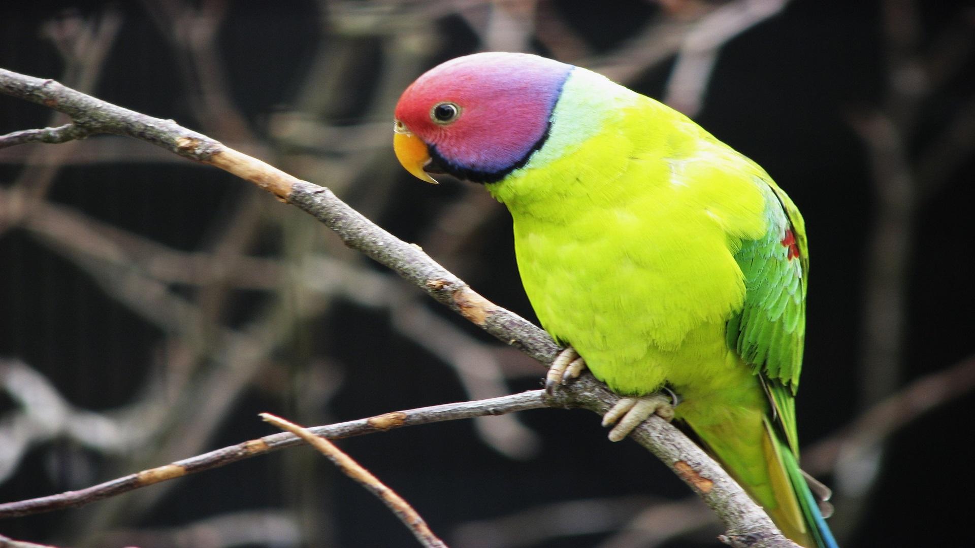 Indian Parrot HD Wallpapers - Top Free Indian Parrot HD Backgrounds ...