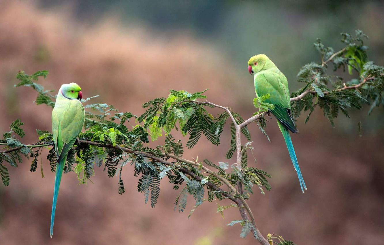 Indian Parrot HD Wallpapers - Top Free Indian Parrot HD Backgrounds ...