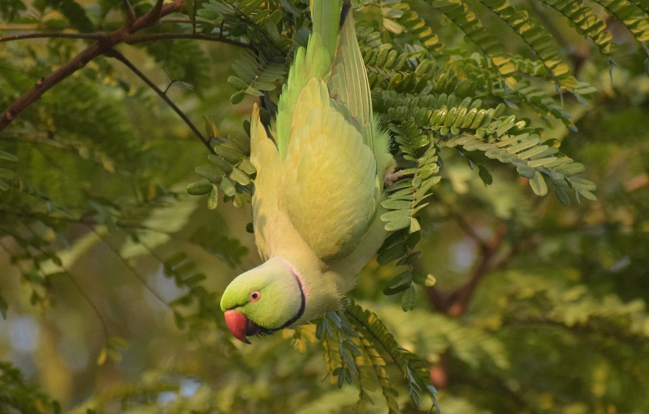 Indian Parrot HD Wallpapers - Top Free Indian Parrot HD Backgrounds ...