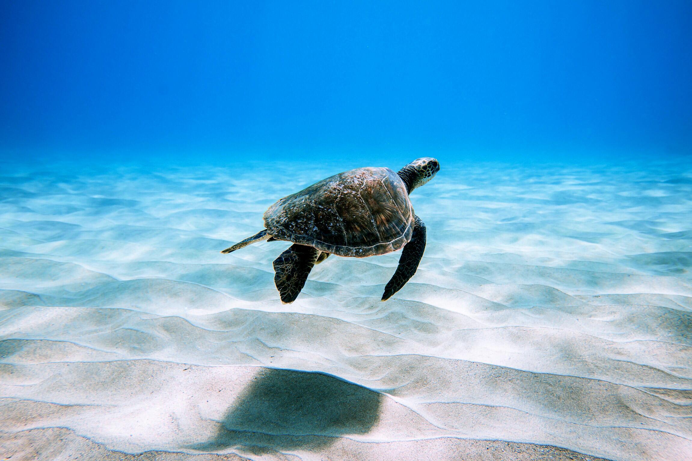 Swimming Turtle Wallpapers - Top Free Swimming Turtle Backgrounds ...