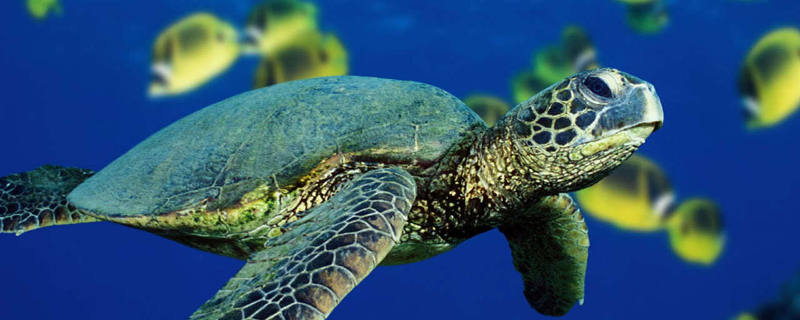 Swimming Turtle Wallpapers - Top Free Swimming Turtle Backgrounds ...