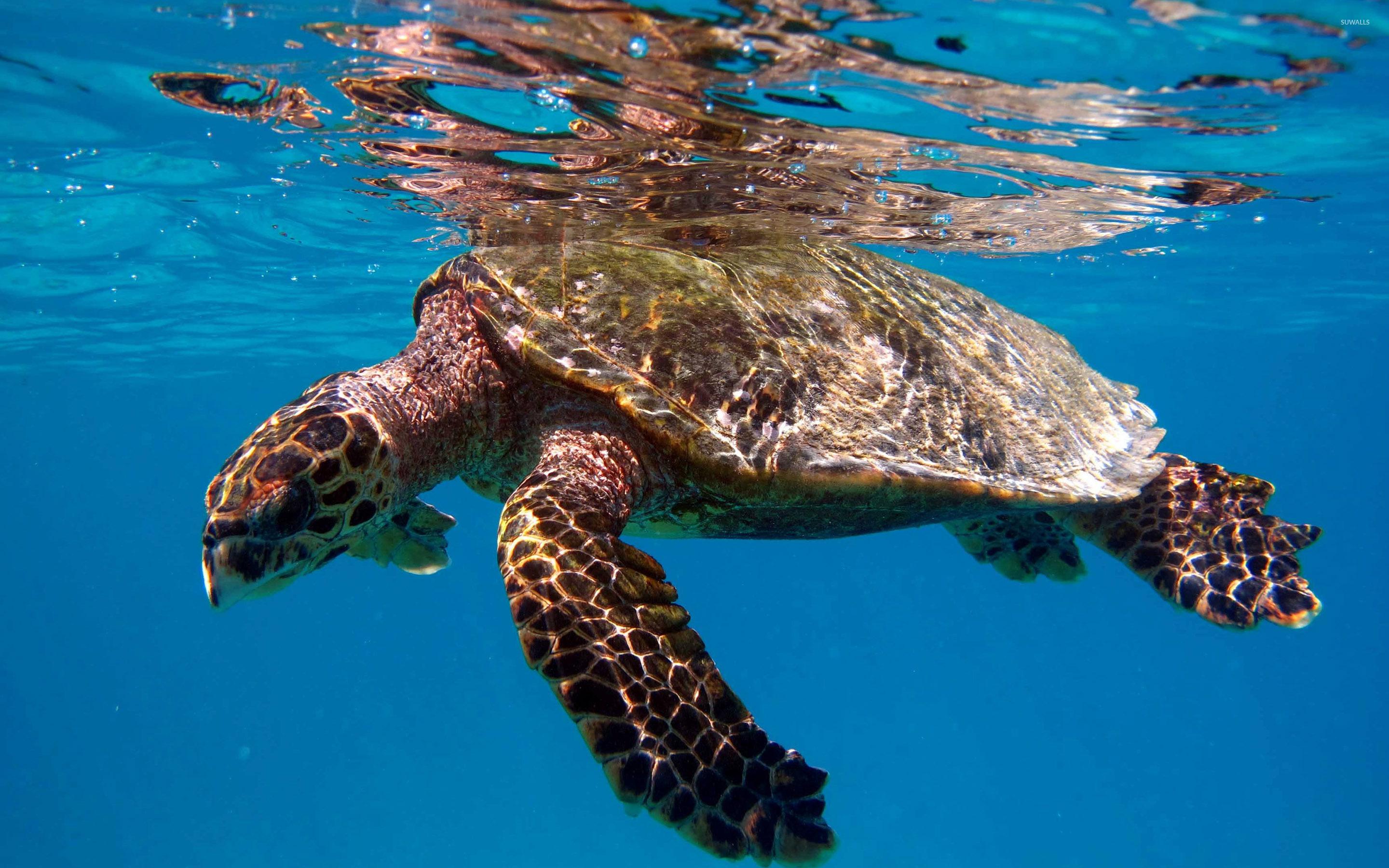 Swimming Turtle Wallpapers - Top Free Swimming Turtle Backgrounds ...