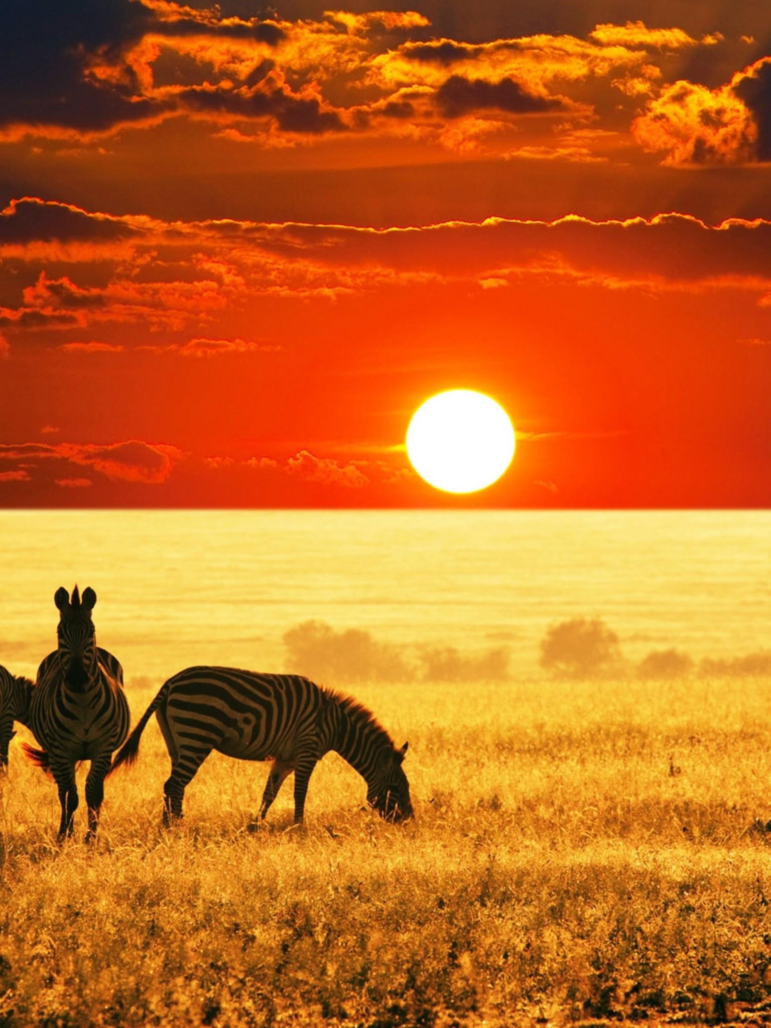 African Savanna Wallpapers - Top Free African Savanna Backgrounds ...