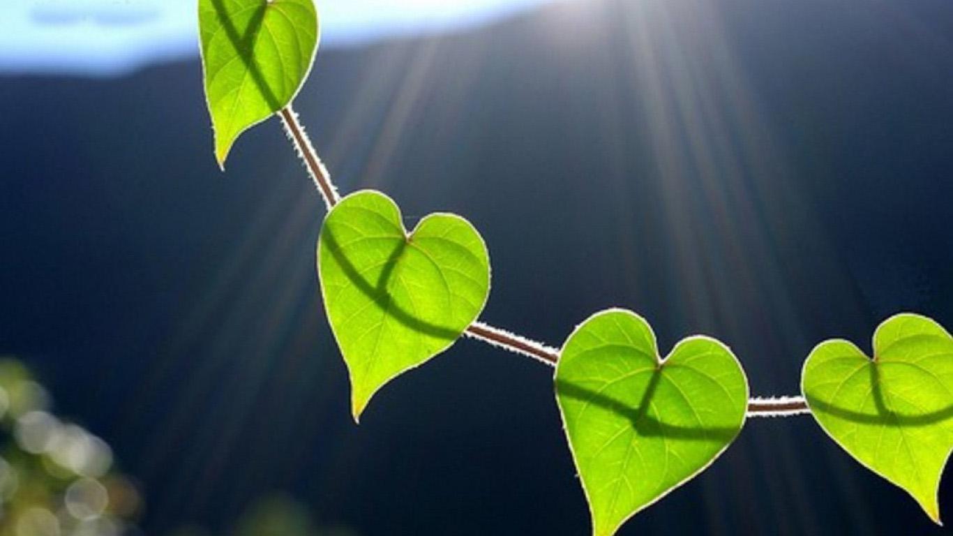 Heart Nature Wallpapers - Top Free Heart Nature Backgrounds ...