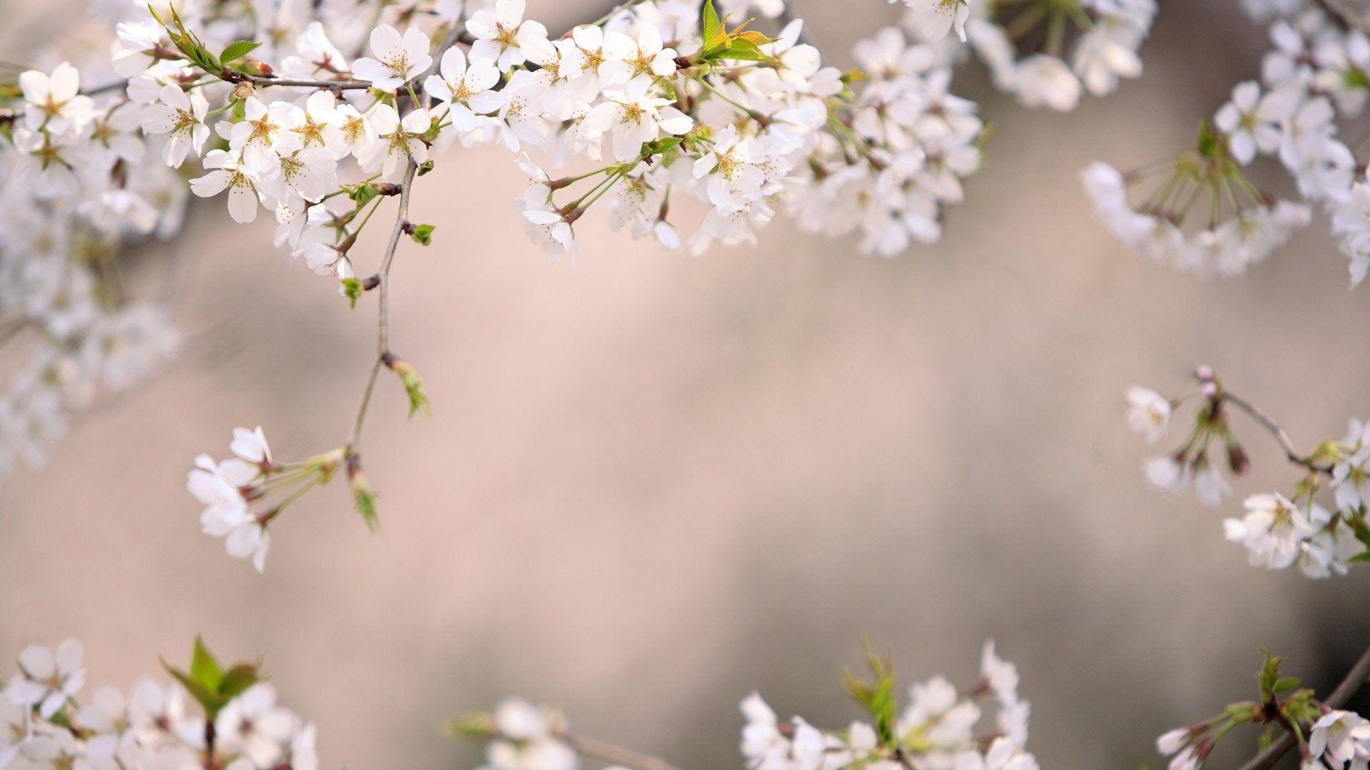 Japan Cherry Blossom Wallpapers - Top Free Japan Cherry Blossom ...