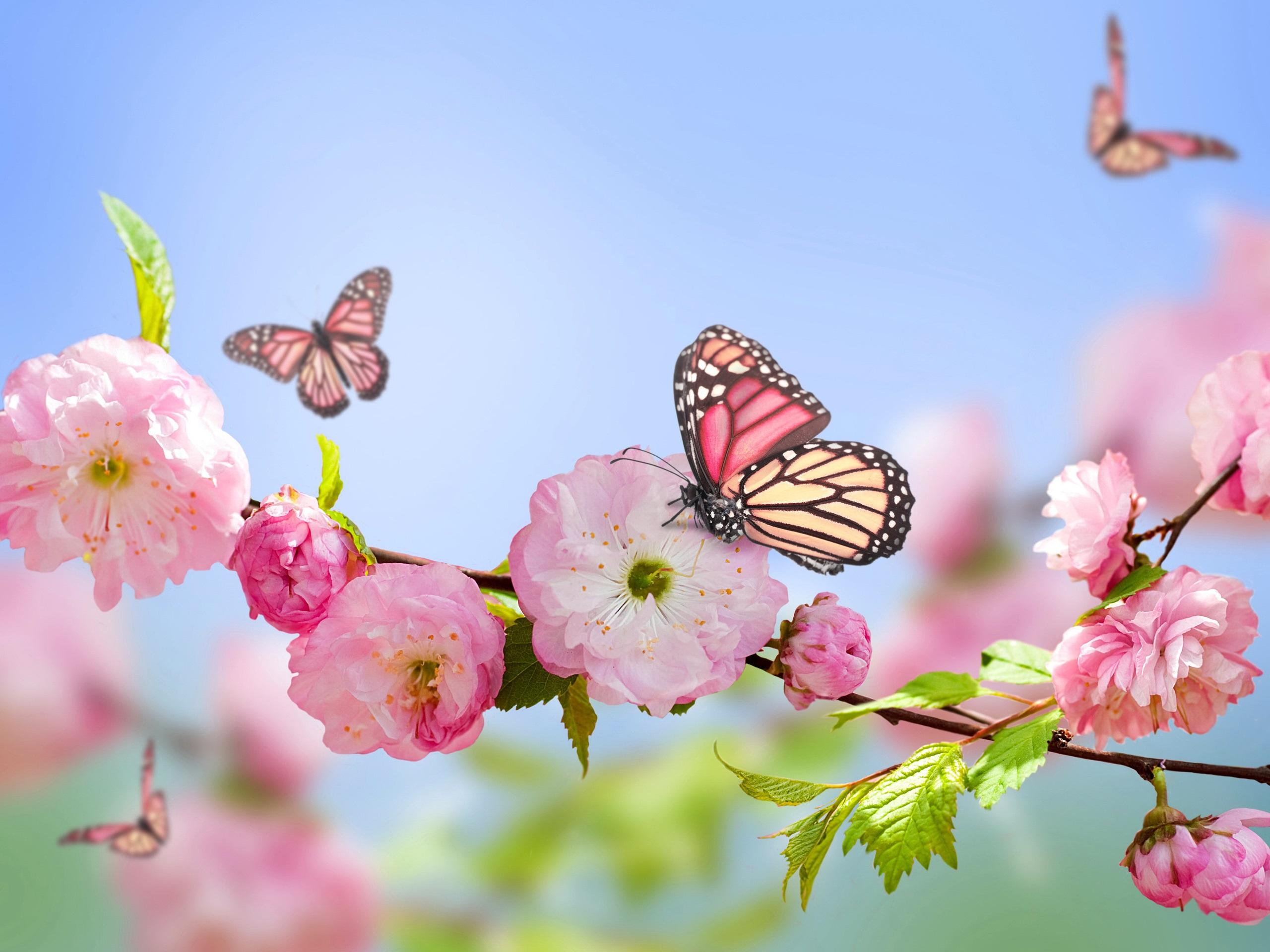 Roses and Butterflies Wallpapers - Top Free Roses and Butterflies ...