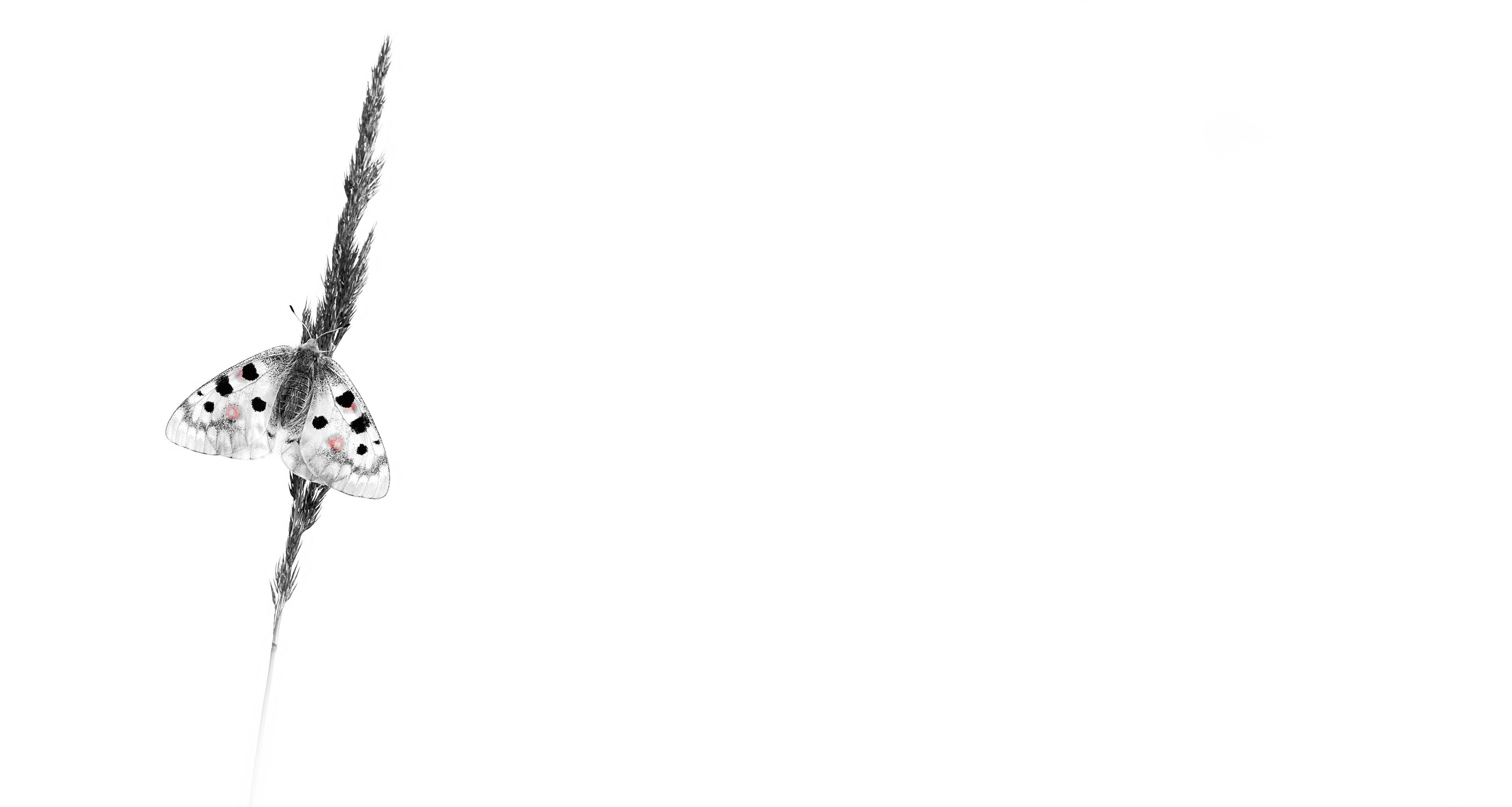 Minimalist Butterfly Wallpapers - Top Free Minimalist Butterfly ...