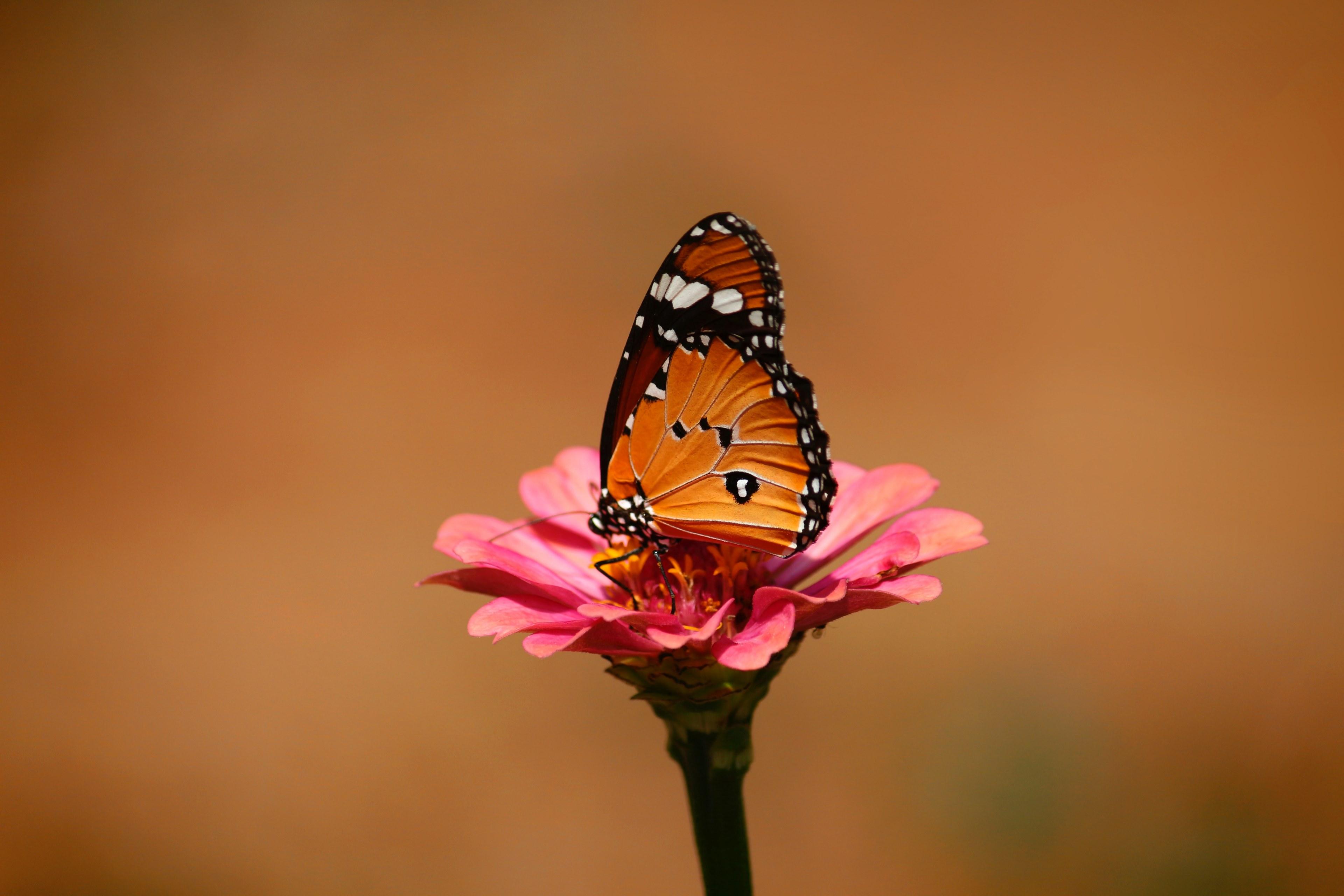 Minimalist Butterfly Wallpapers - Top Free Minimalist Butterfly ...