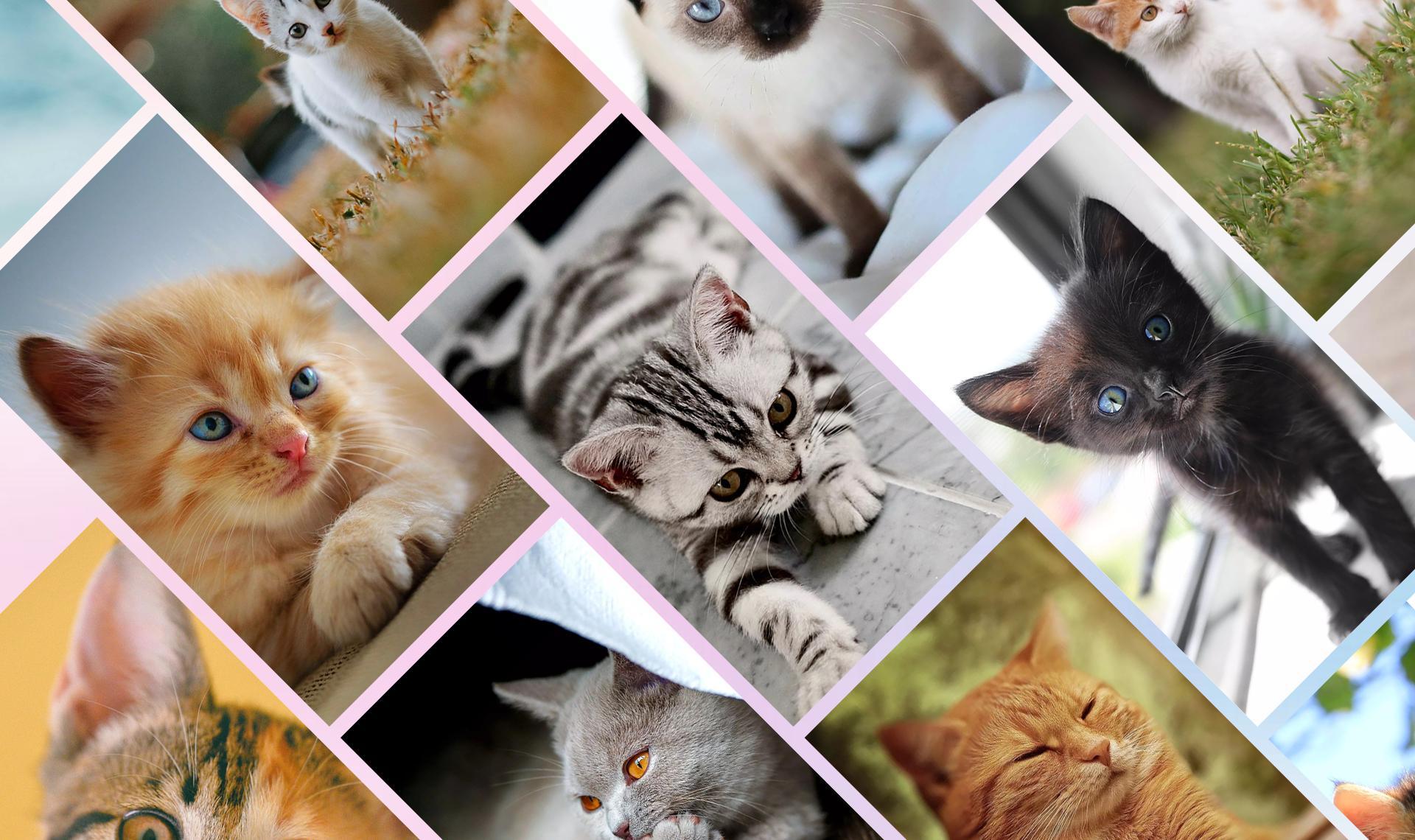 Cat Collage Wallpapers - Top Free Cat Collage Backgrounds - WallpaperAccess