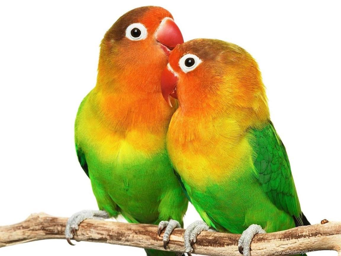 Love Birds Desktop Wallpapers - Top Free Love Birds Desktop Backgrounds ...