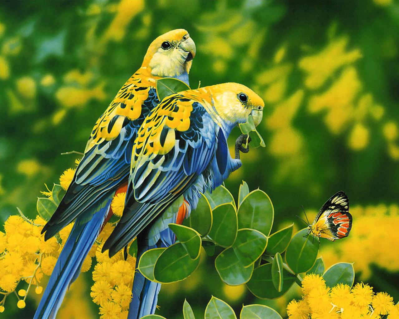 Love Birds Desktop Wallpapers - Top Free Love Birds Desktop Backgrounds ...