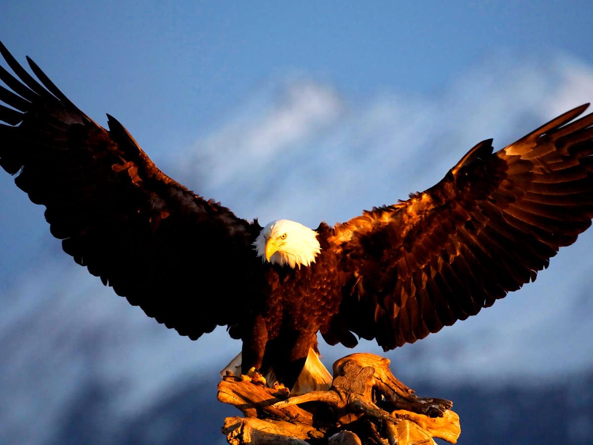 Bald Eagle Flying Wallpapers - Top Free Bald Eagle Flying Backgrounds - WallpaperAccess