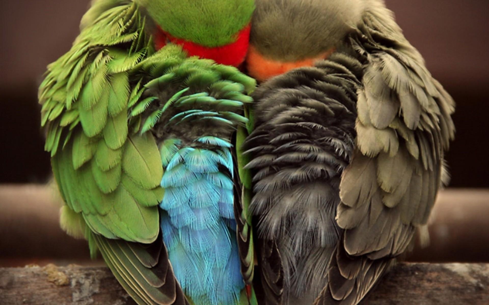 Love Birds Desktop Wallpapers - Top Free Love Birds Desktop Backgrounds ...