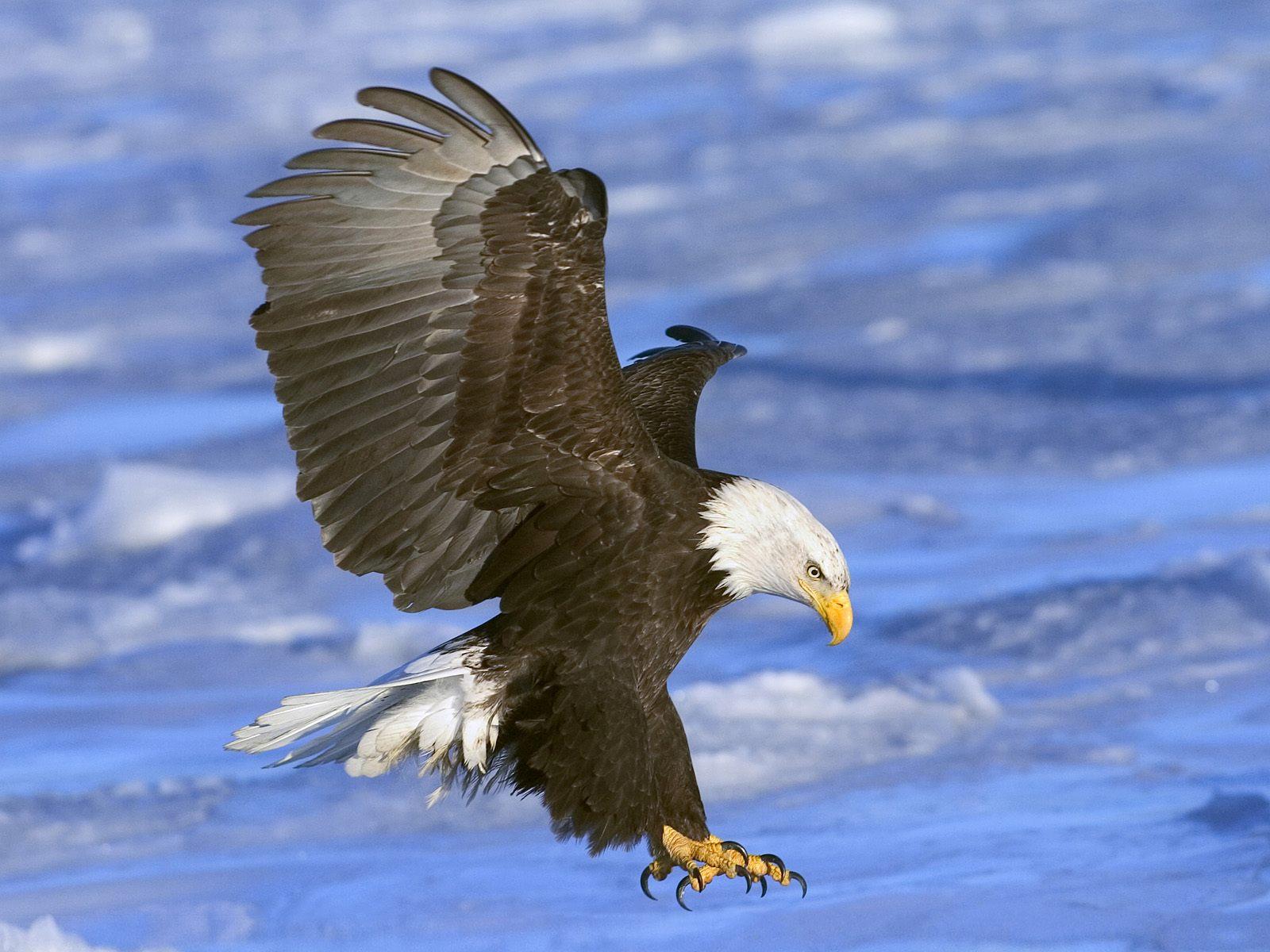 Bald Eagle Flying Wallpapers - Top Free Bald Eagle Flying Backgrounds - WallpaperAccess
