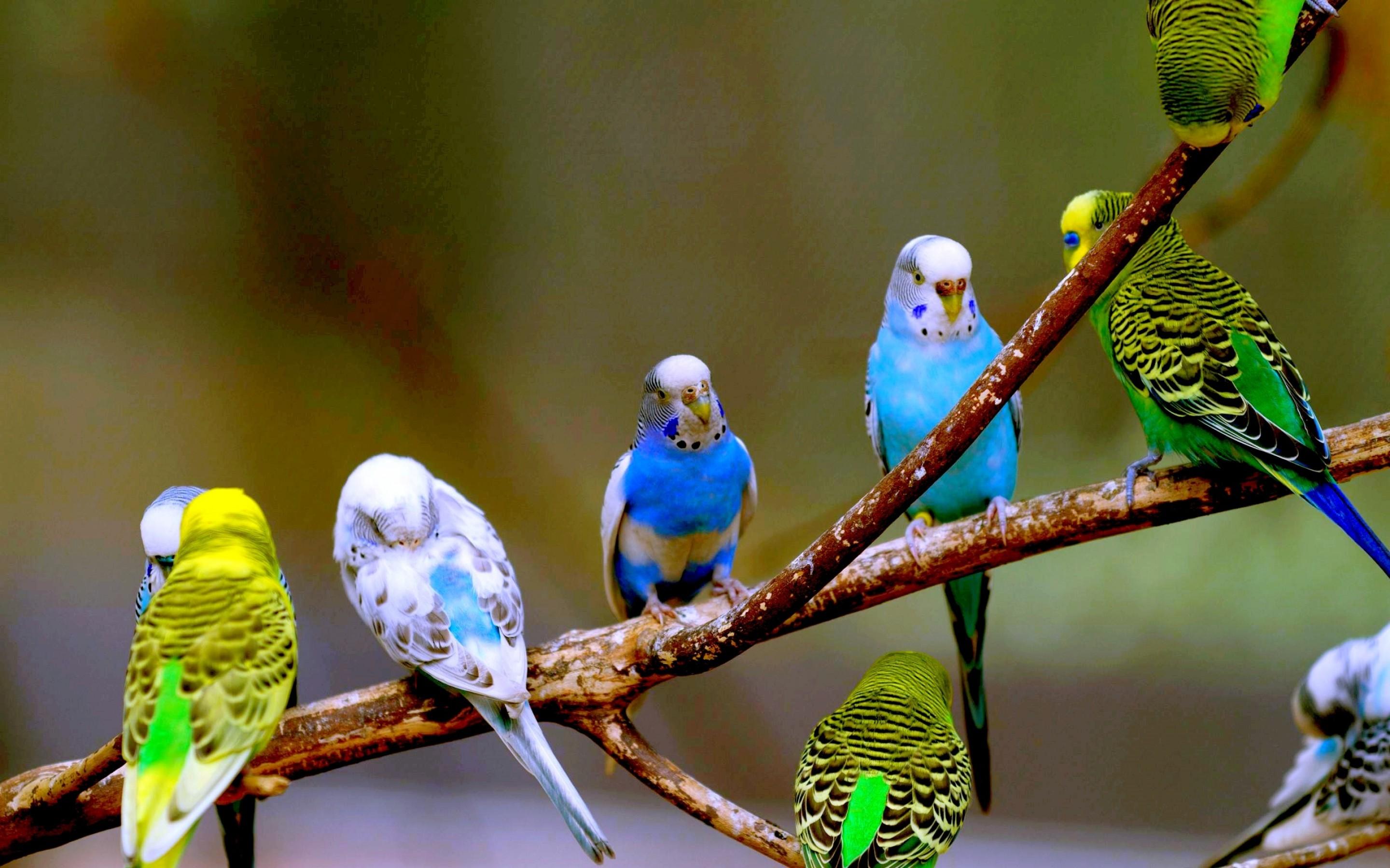 Love Birds Desktop Wallpapers - Top Free Love Birds Desktop Backgrounds ...