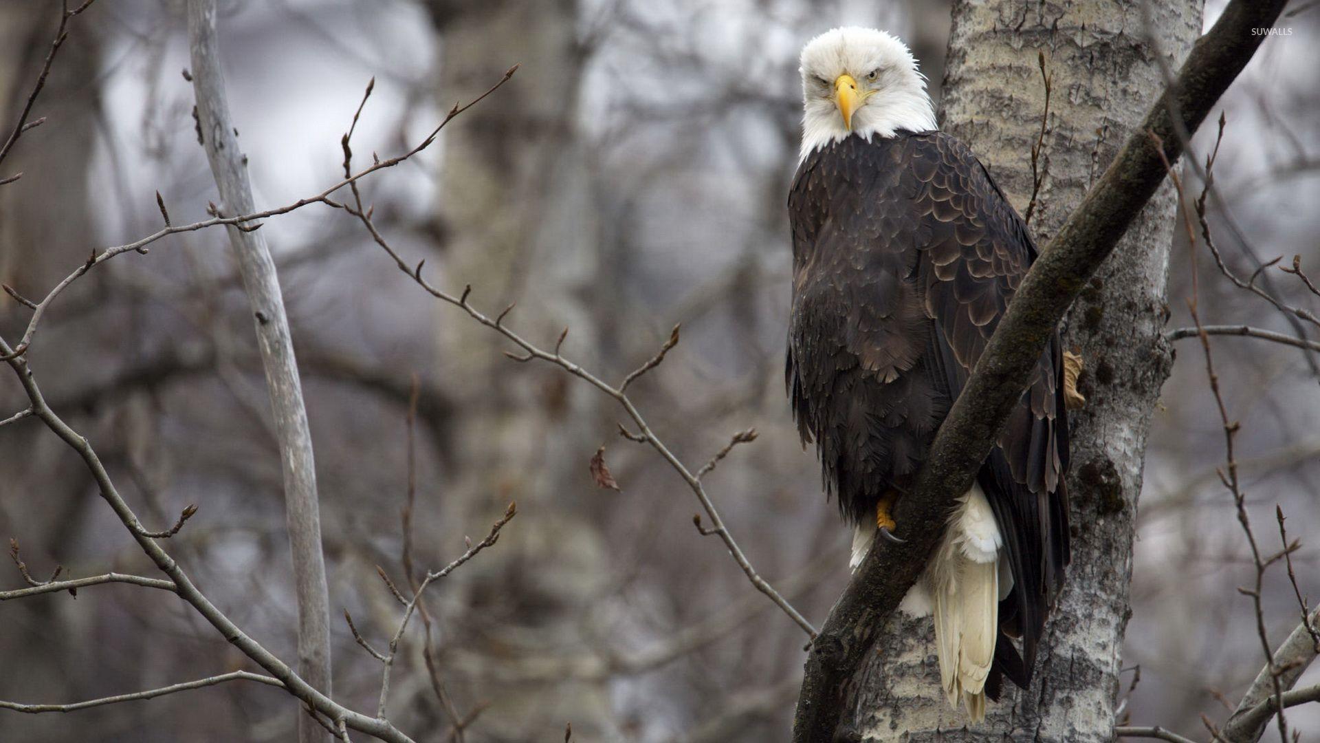 Angry Eagle Wallpapers - Top Free Angry Eagle Backgrounds - WallpaperAccess