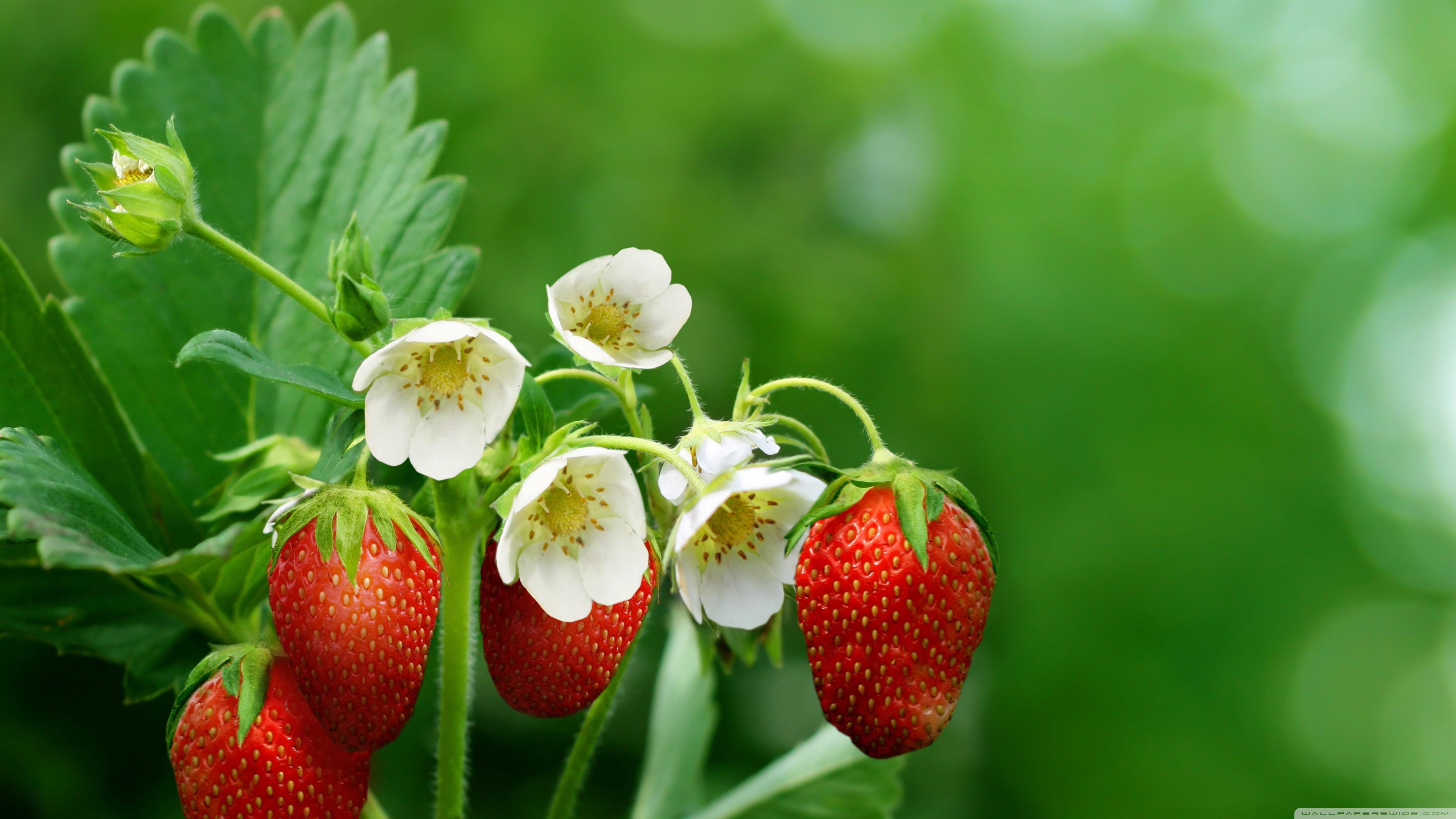 Strawberries and Flowers Wallpapers - Top Free Strawberries and Flowers ...