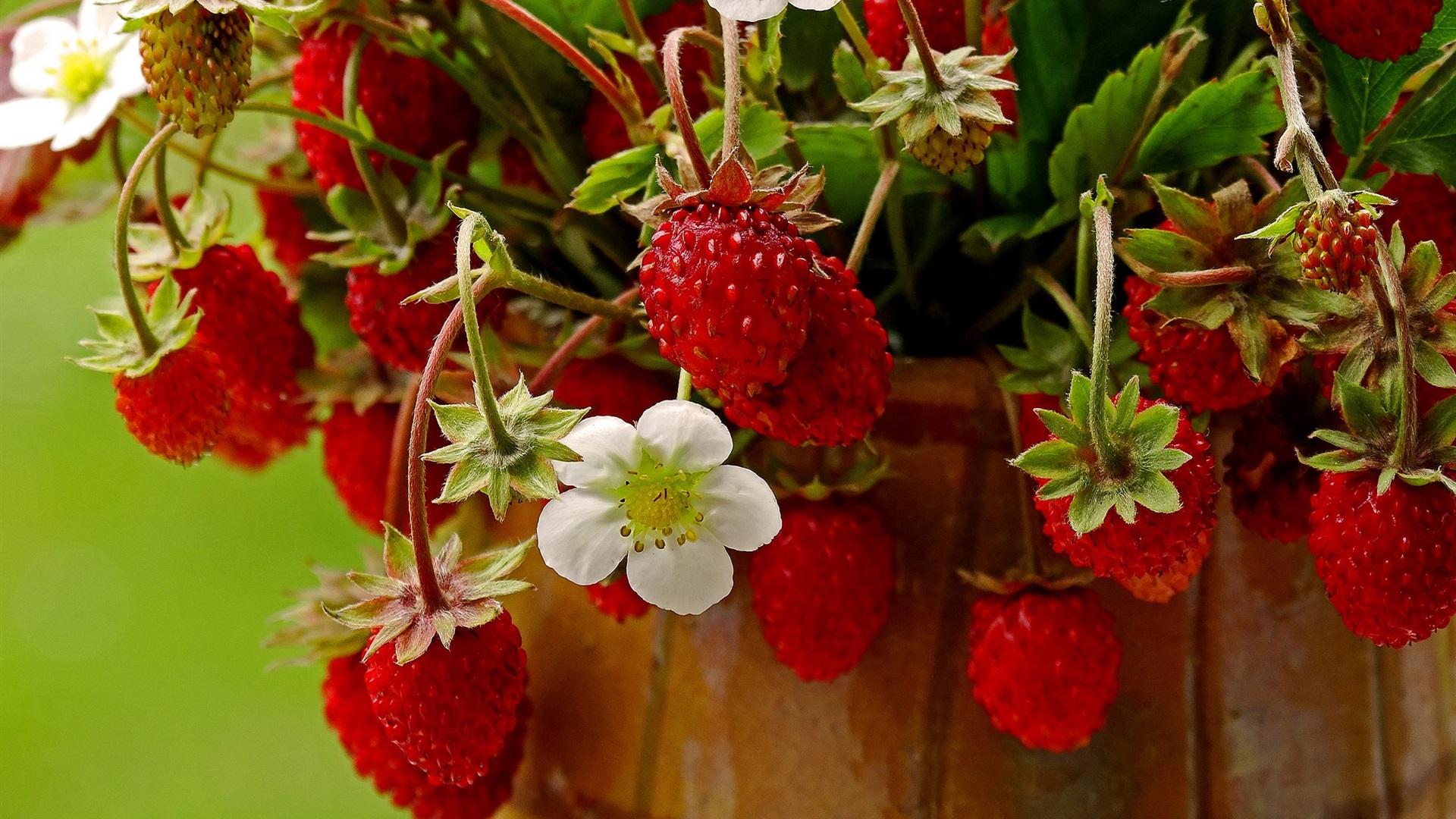 Strawberries and Flowers Wallpapers - Top Free Strawberries and Flowers ...