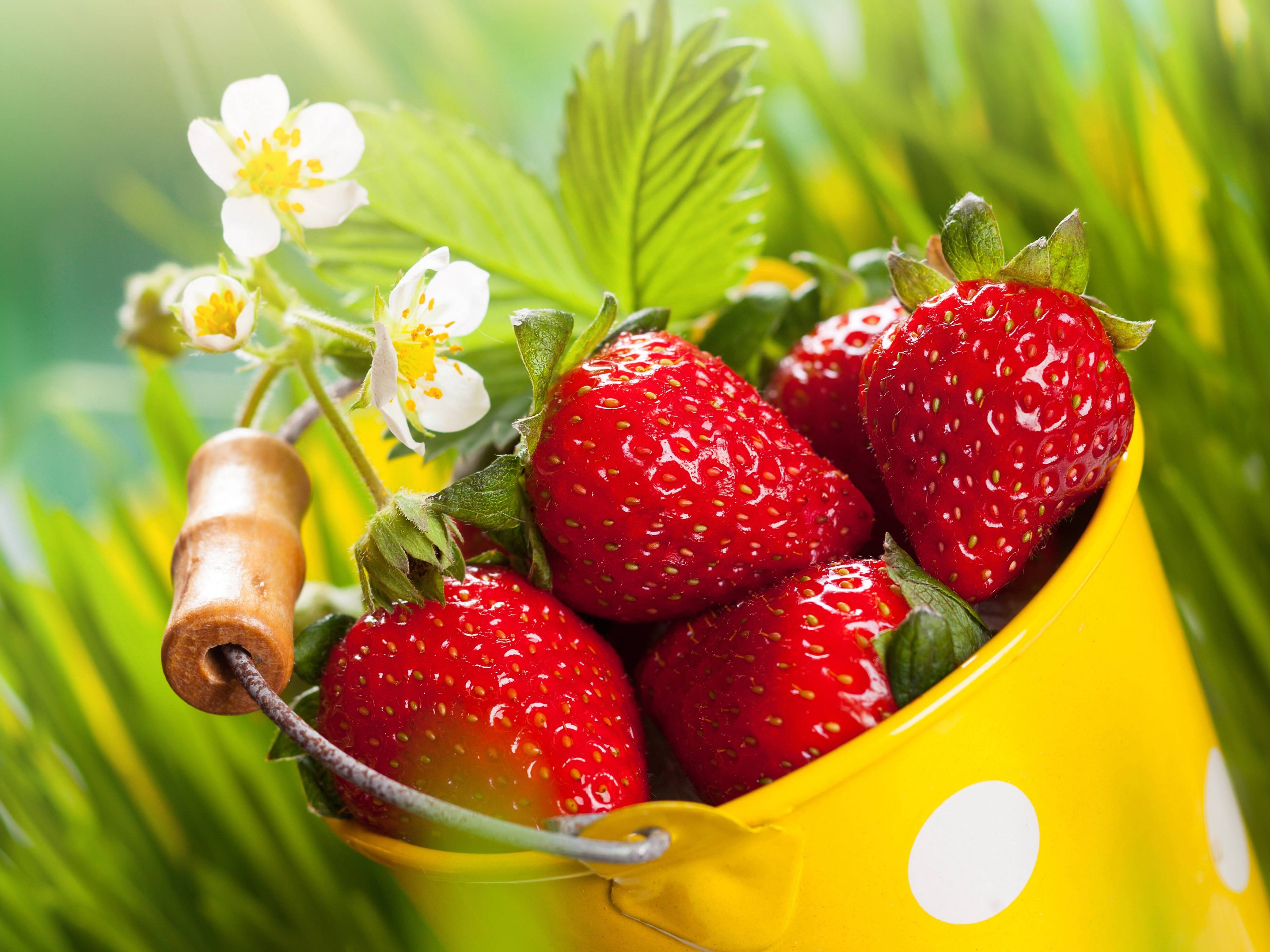 Strawberries and Flowers Wallpapers - Top Free Strawberries and Flowers ...