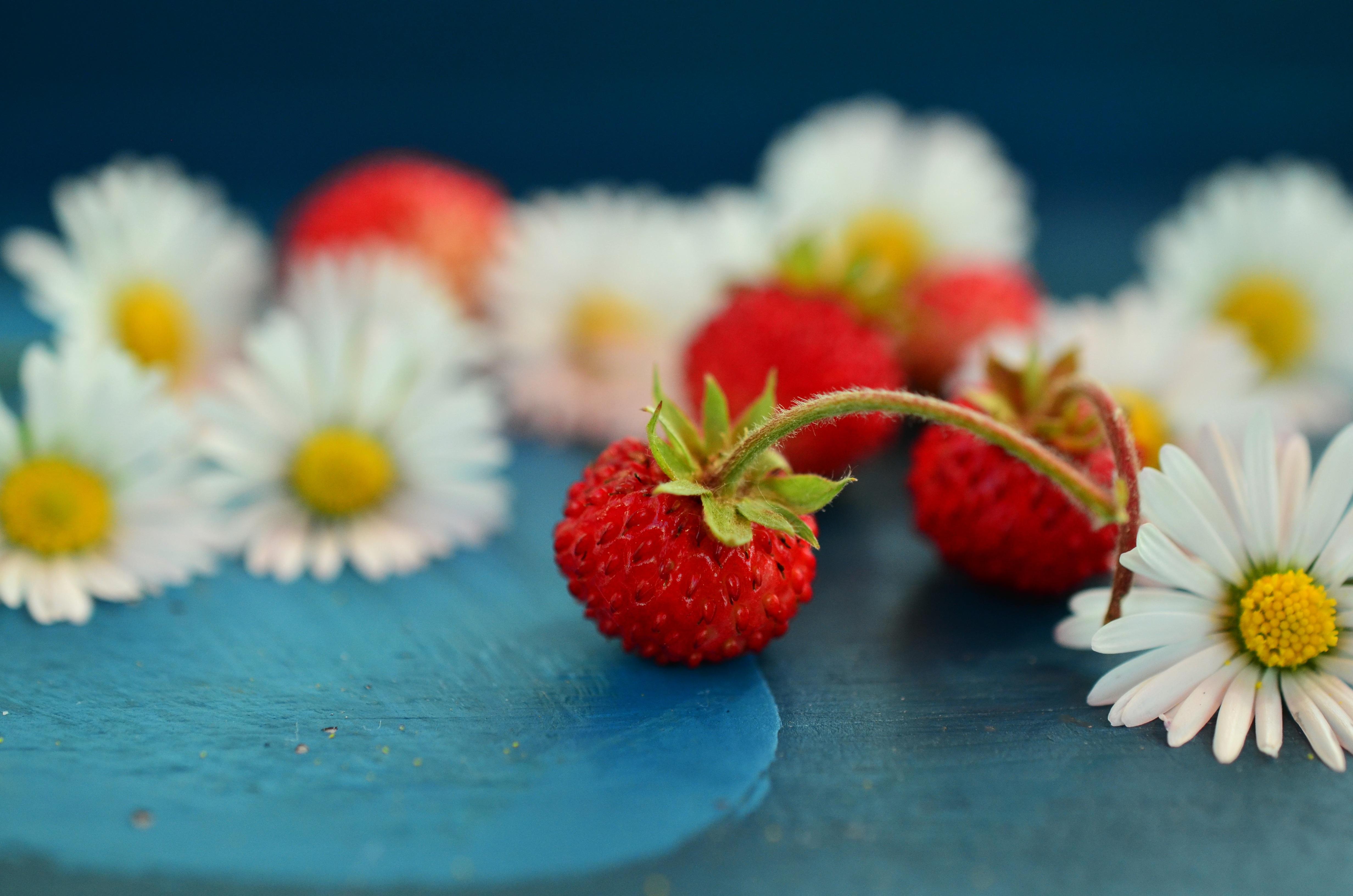 Strawberries and Flowers Wallpapers - Top Free Strawberries and Flowers ...
