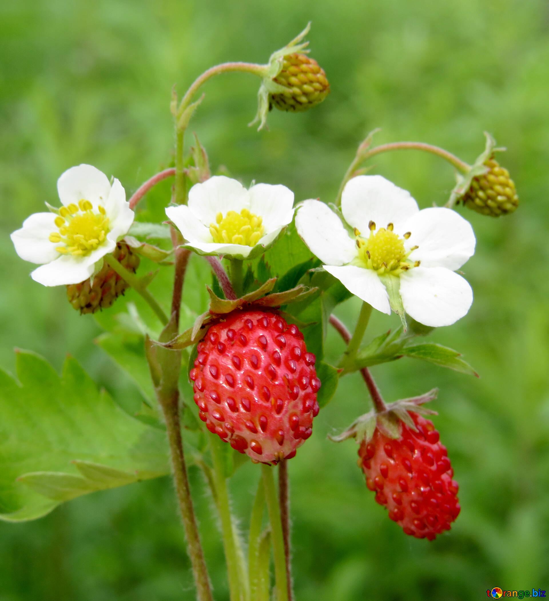 Strawberries and Flowers Wallpapers - Top Free Strawberries and Flowers ...