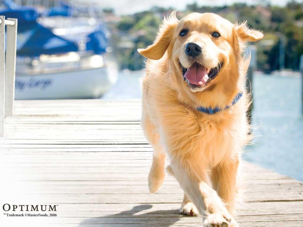 Cute Golden Retriever Wallpapers - Top Free Cute Golden Retriever ...