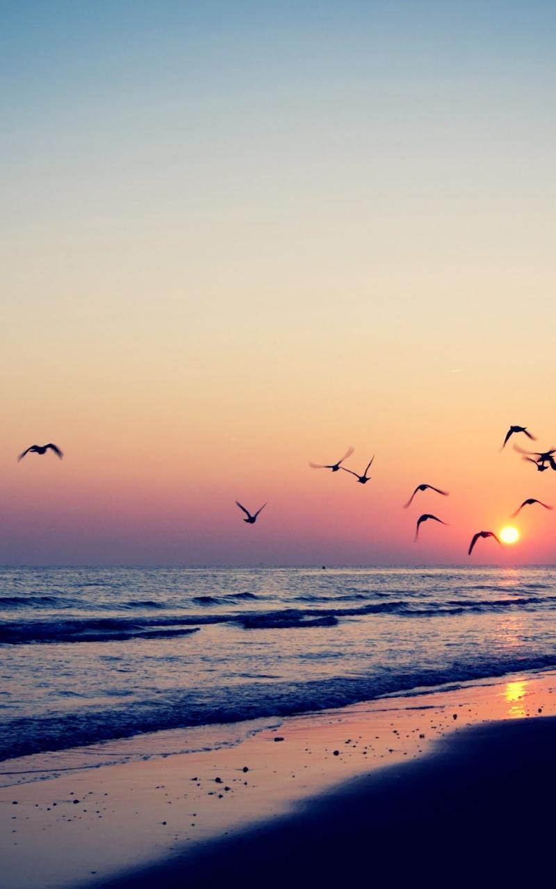 Sunset Bird Wallpapers - Top Free Sunset Bird Backgrounds - WallpaperAccess