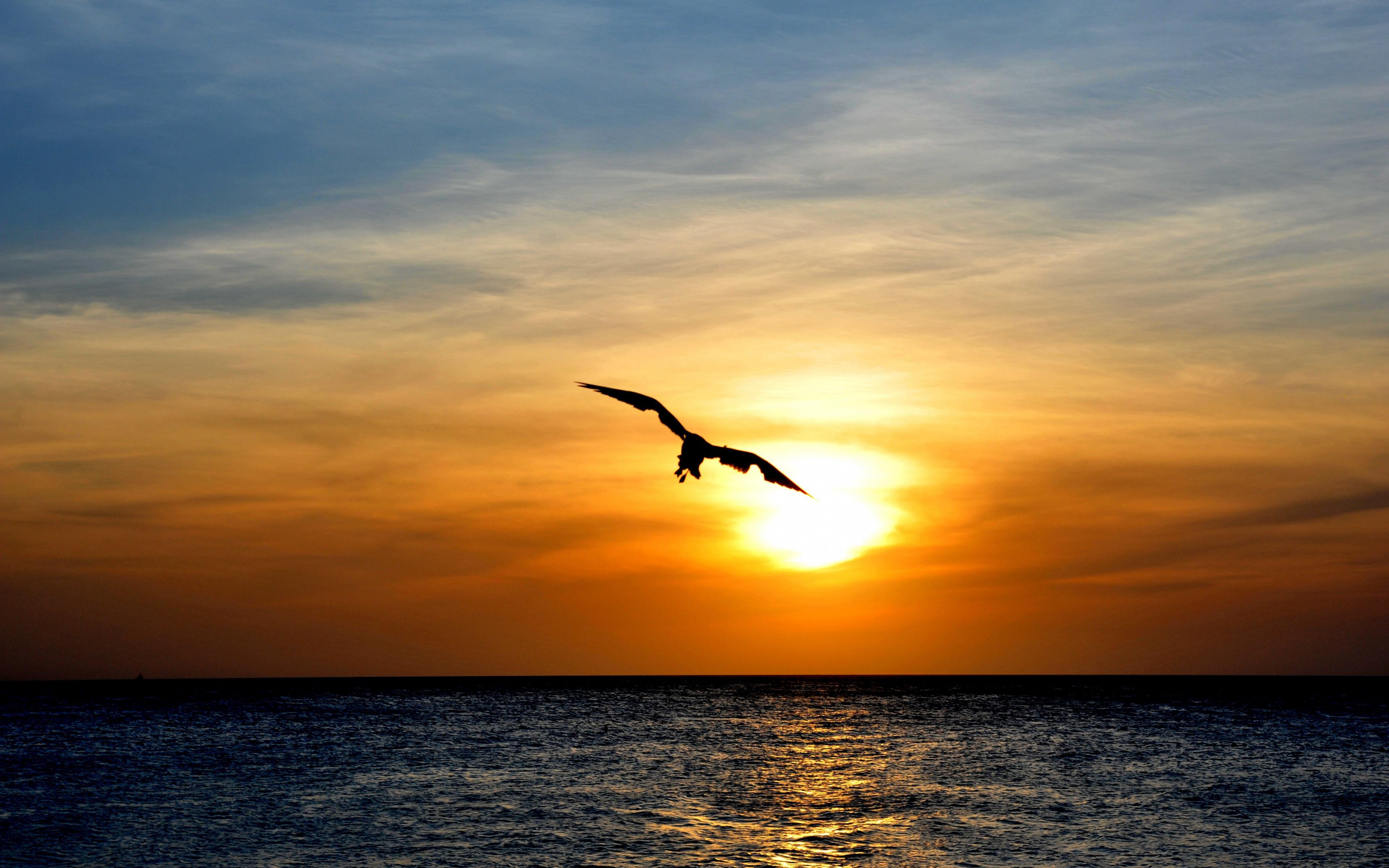 Sunset Bird Wallpapers - Top Free Sunset Bird Backgrounds - WallpaperAccess