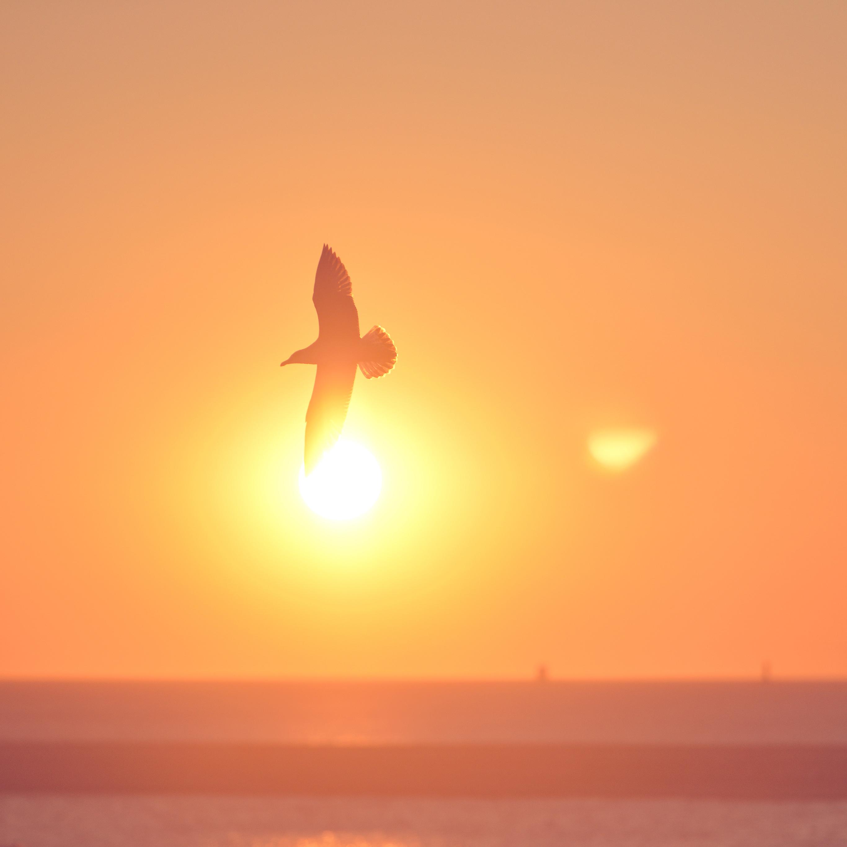 Sunset Bird Wallpapers - Top Free Sunset Bird Backgrounds - WallpaperAccess