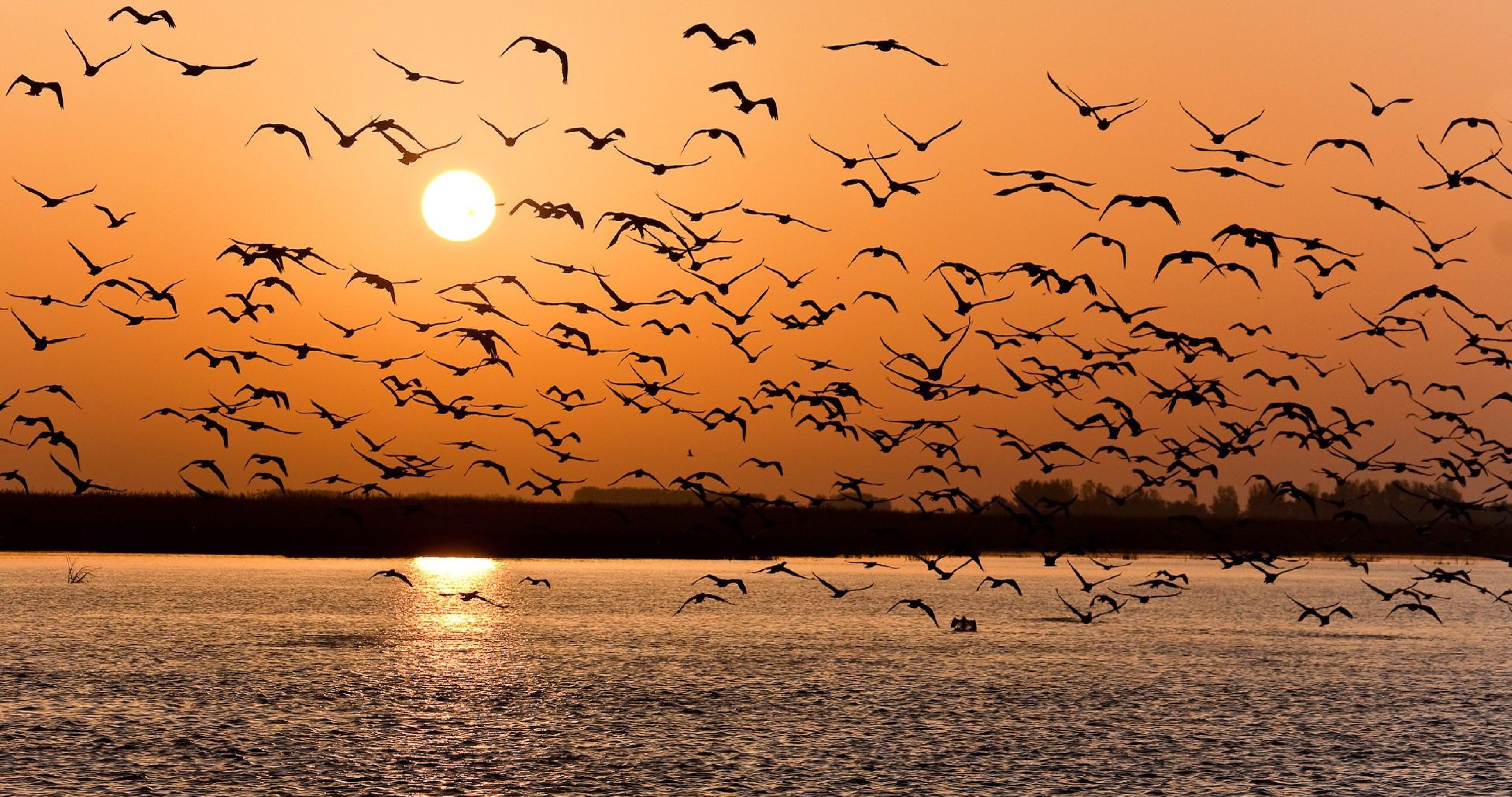 Sunset Bird Wallpapers - Top Free Sunset Bird Backgrounds - WallpaperAccess