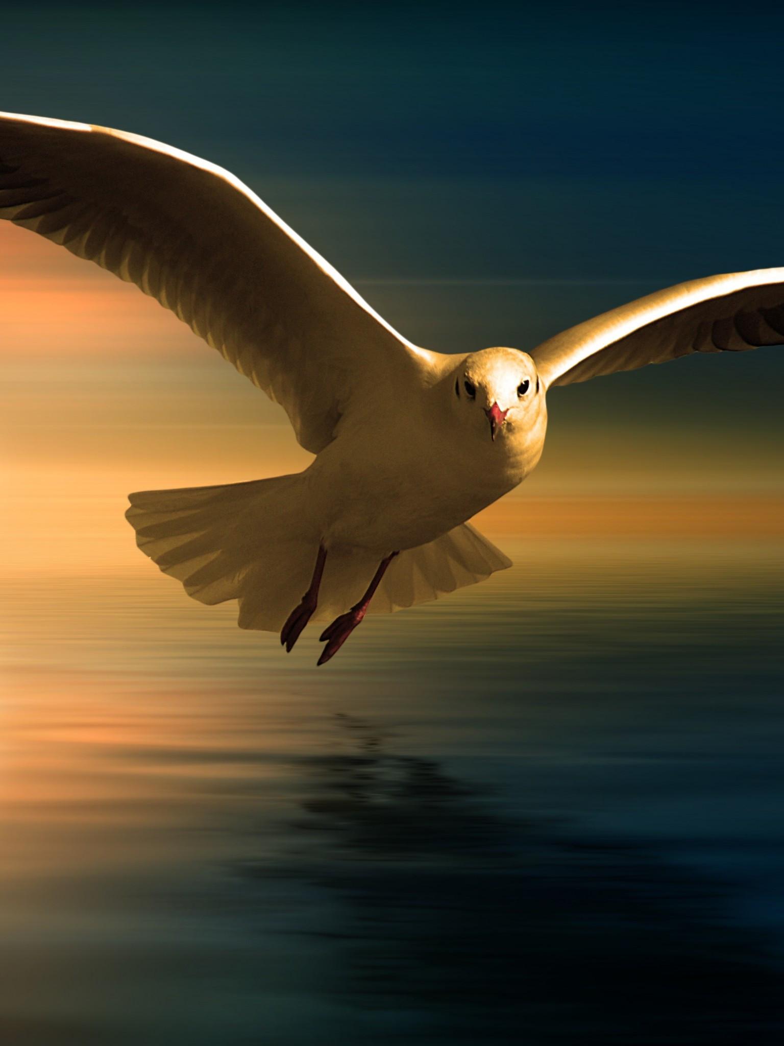 Sunset Bird Wallpapers - Top Free Sunset Bird Backgrounds - WallpaperAccess