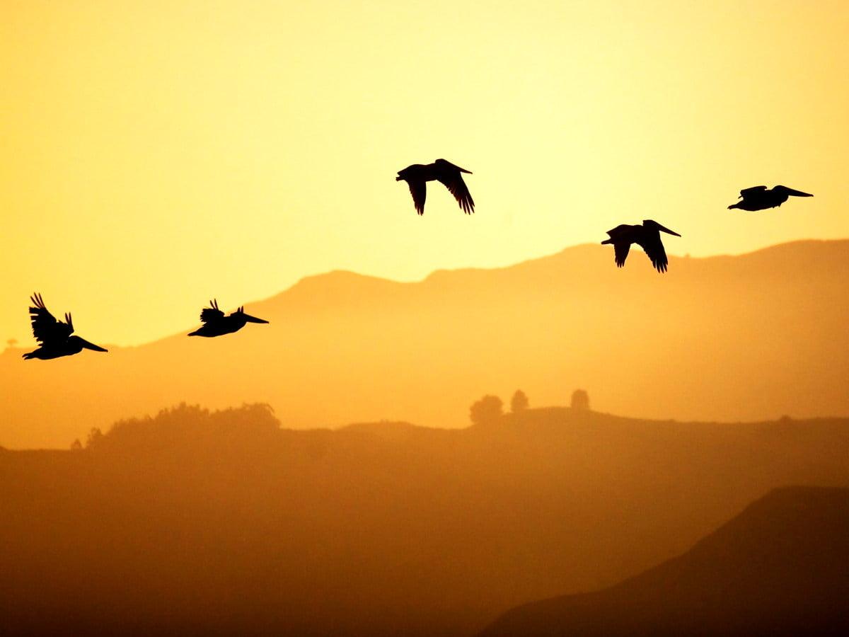 Sunset Bird Wallpapers - Top Free Sunset Bird Backgrounds - WallpaperAccess