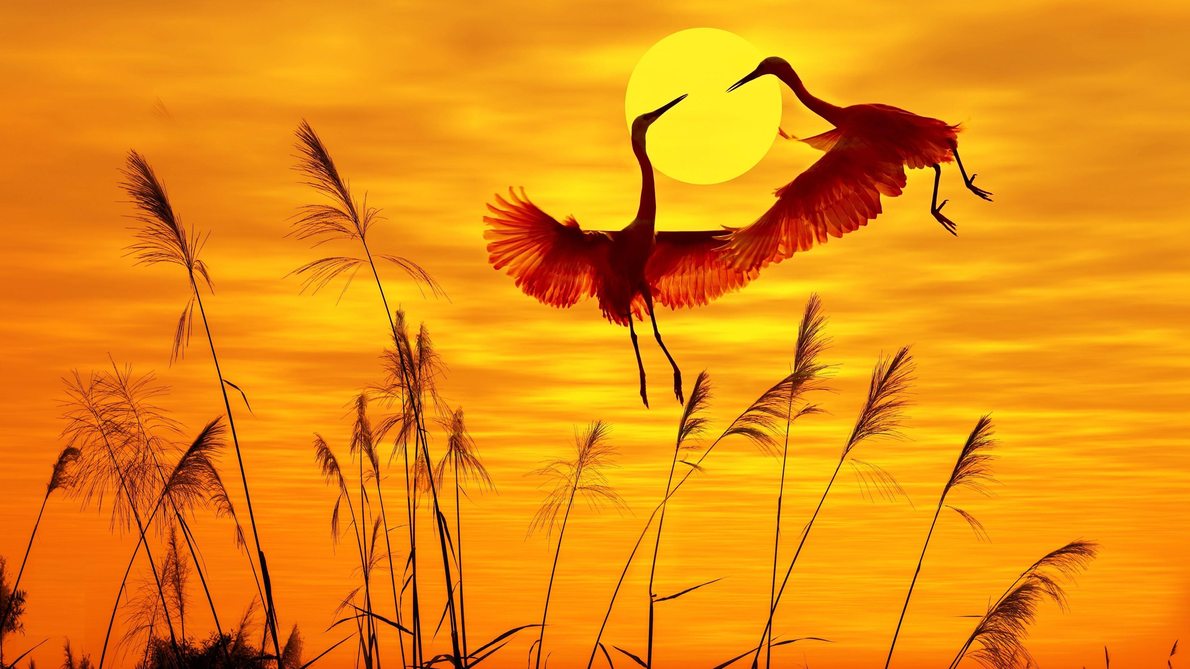 Sunset Bird Wallpapers - Top Free Sunset Bird Backgrounds - WallpaperAccess