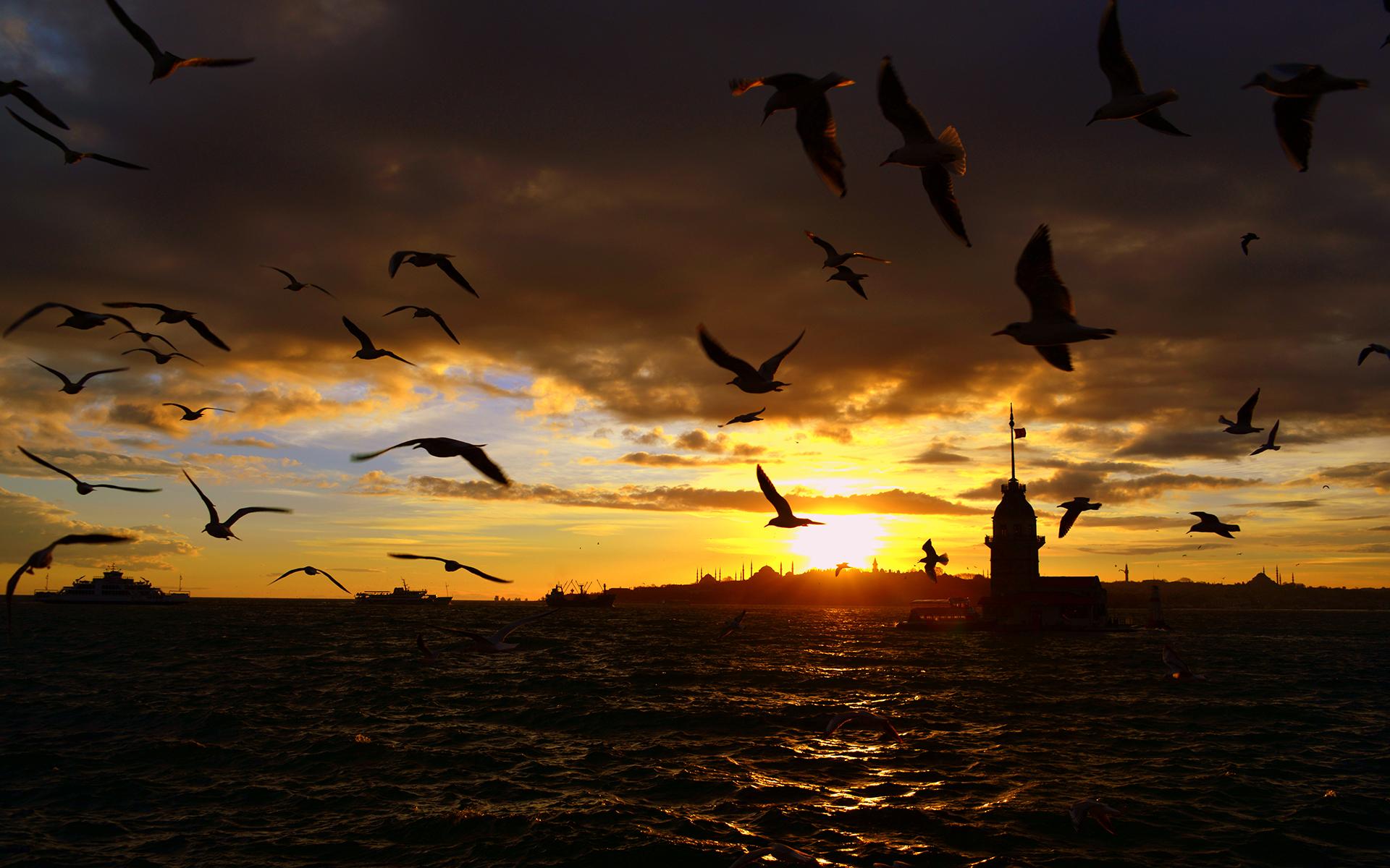 Sunset Bird Wallpapers - Top Free Sunset Bird Backgrounds - WallpaperAccess