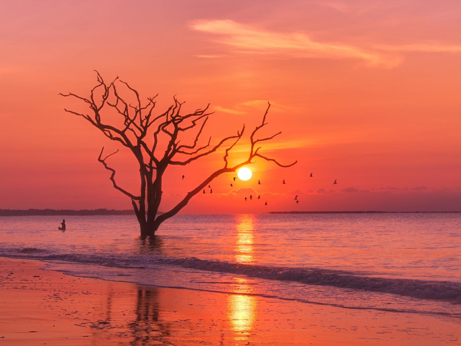 Sunset Bird Wallpapers - Top Free Sunset Bird Backgrounds - WallpaperAccess