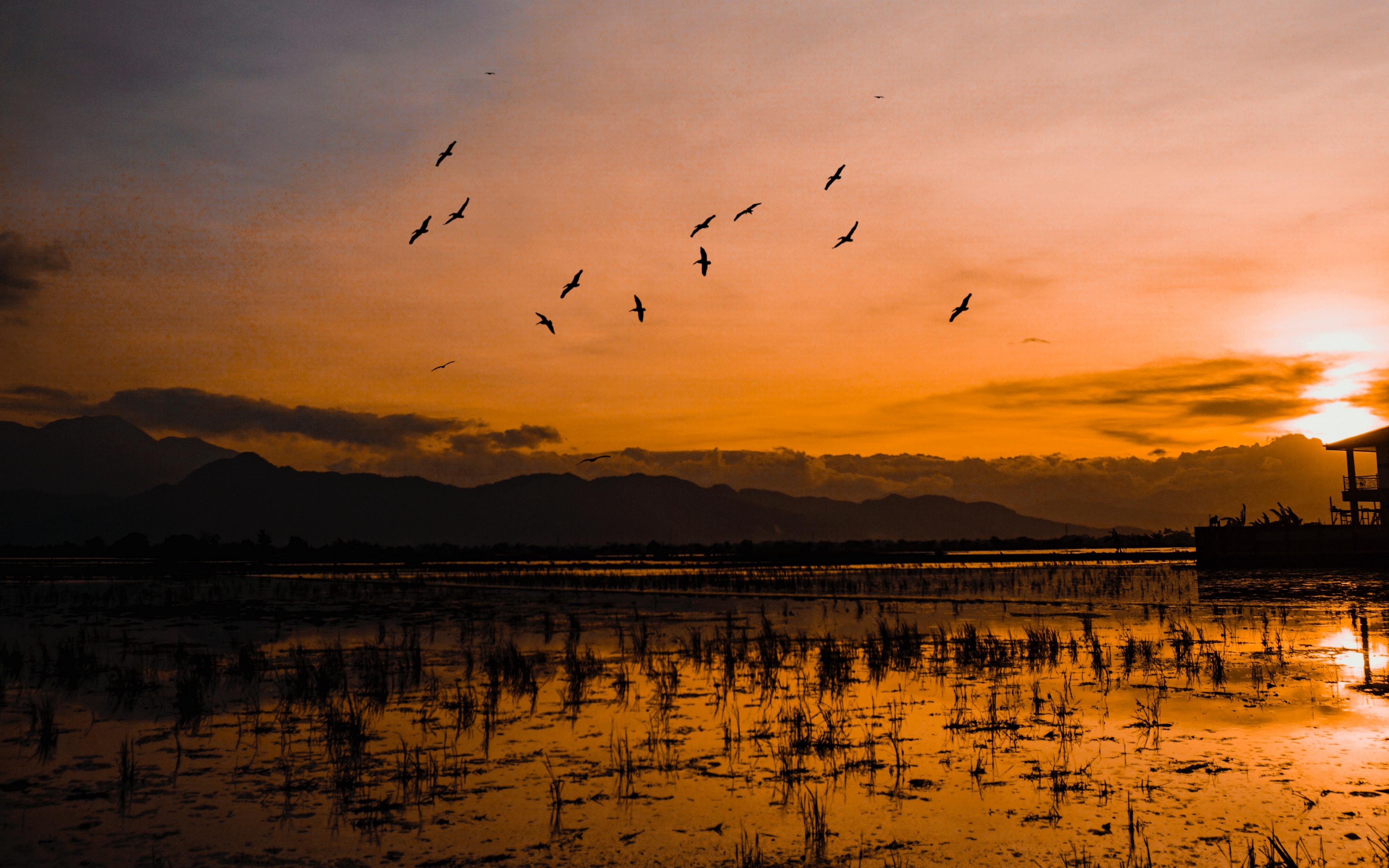 Sunset Bird Wallpapers - Top Free Sunset Bird Backgrounds - WallpaperAccess