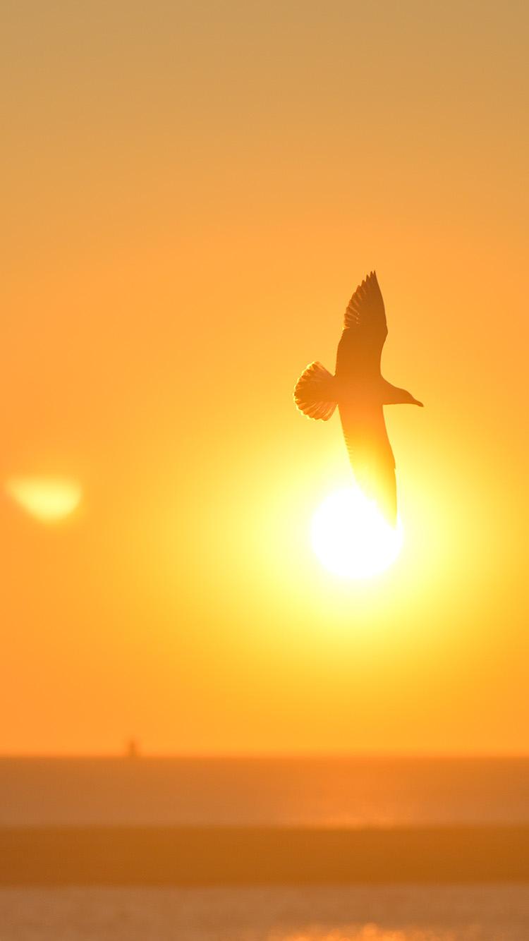 Sunset Bird Wallpapers - Top Free Sunset Bird Backgrounds - WallpaperAccess