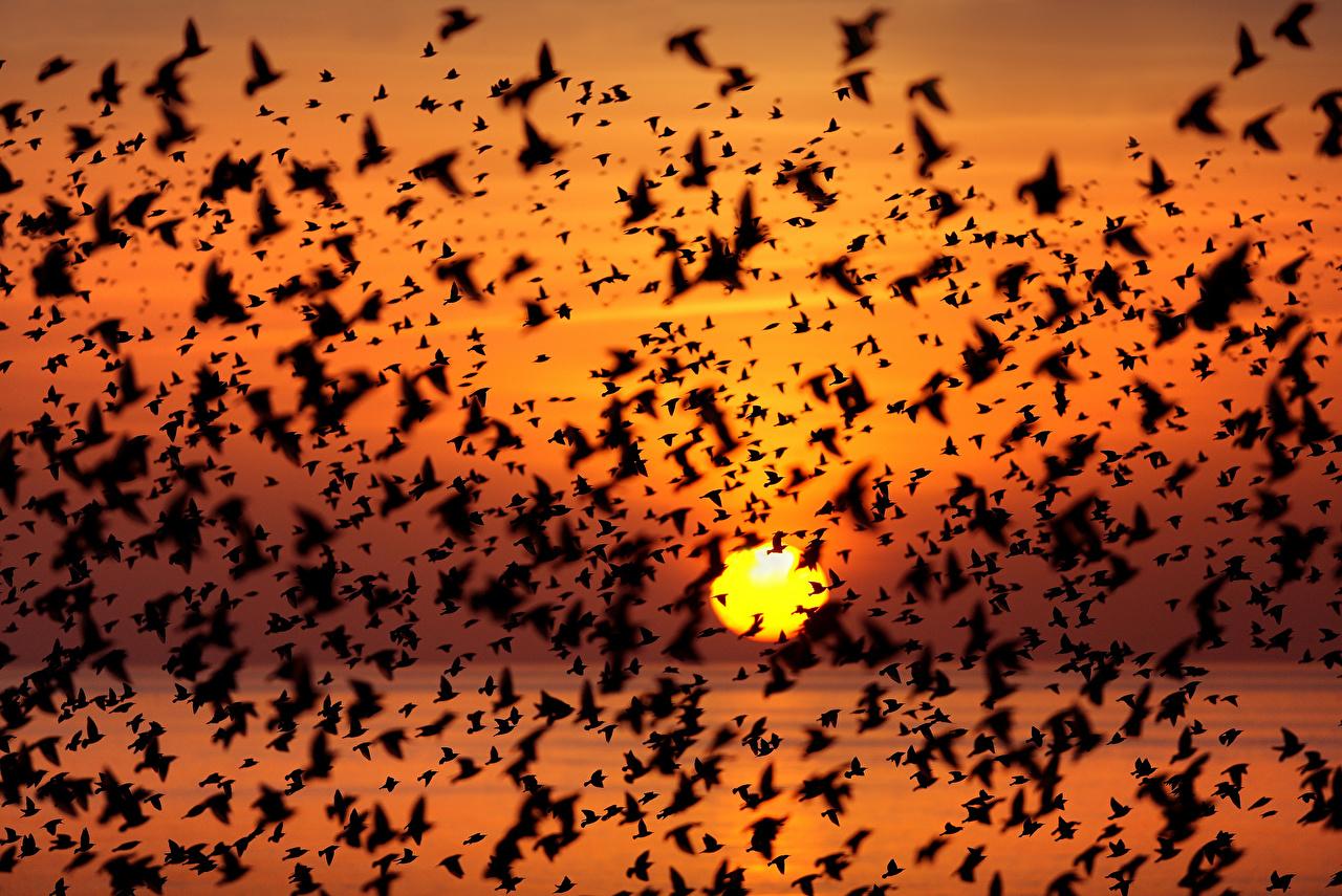 Sunset Bird Wallpapers - Top Free Sunset Bird Backgrounds - WallpaperAccess