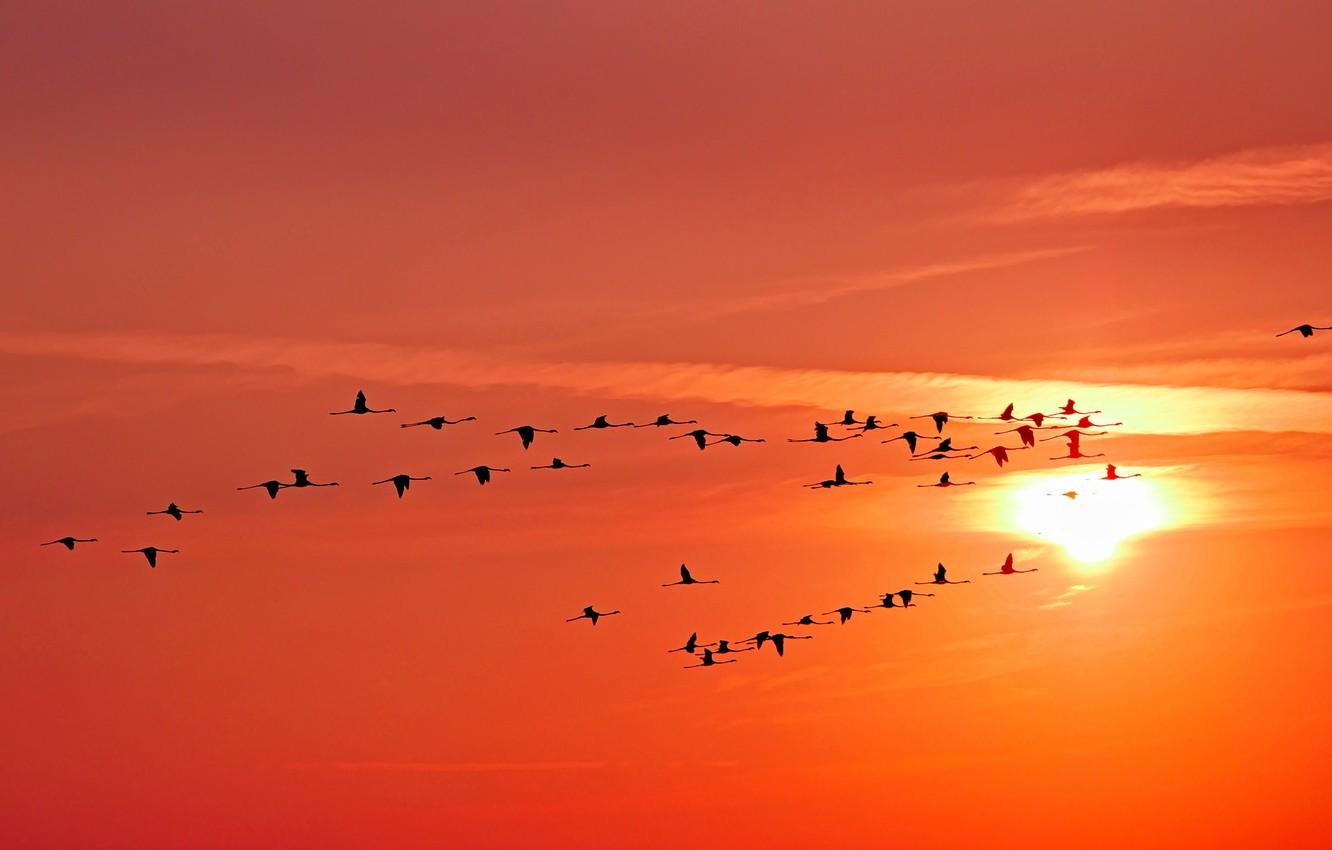Sunset Bird Wallpapers - Top Free Sunset Bird Backgrounds - WallpaperAccess