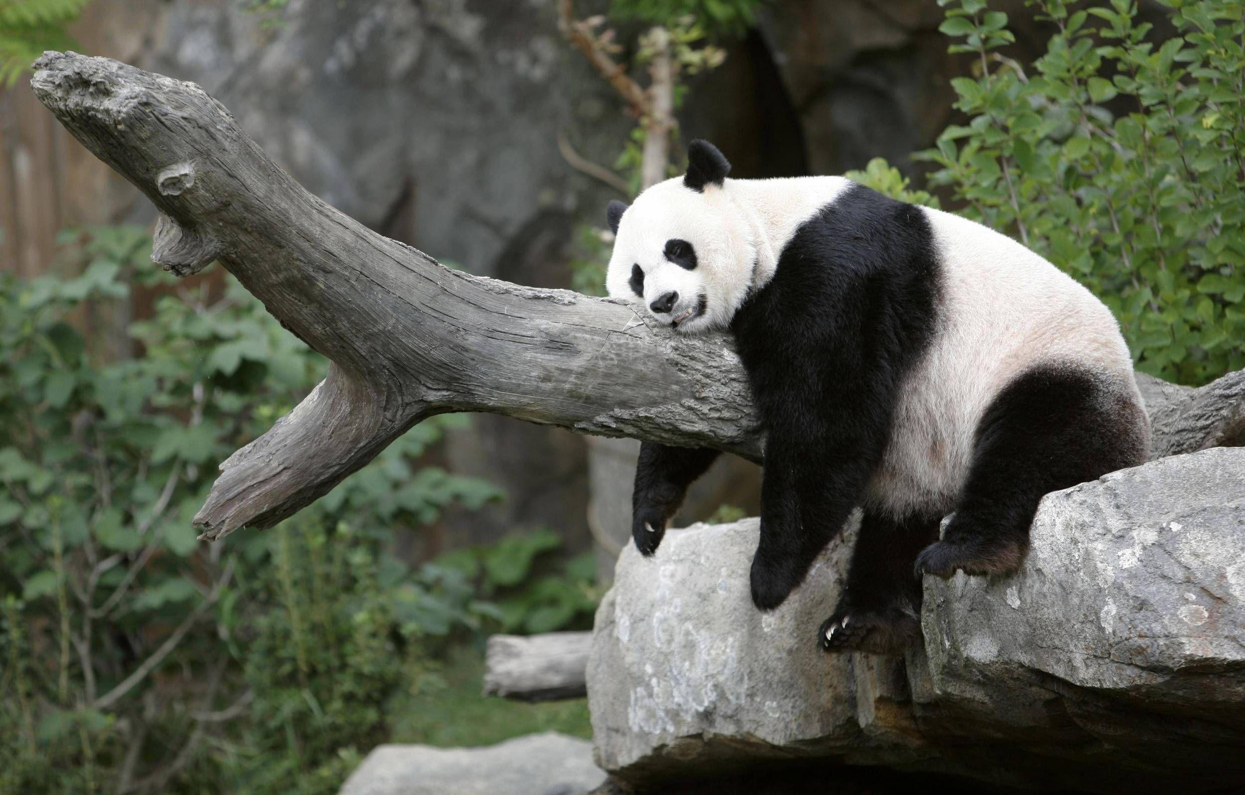 Funny Panda Wallpapers - Top Free Funny Panda Backgrounds - WallpaperAccess