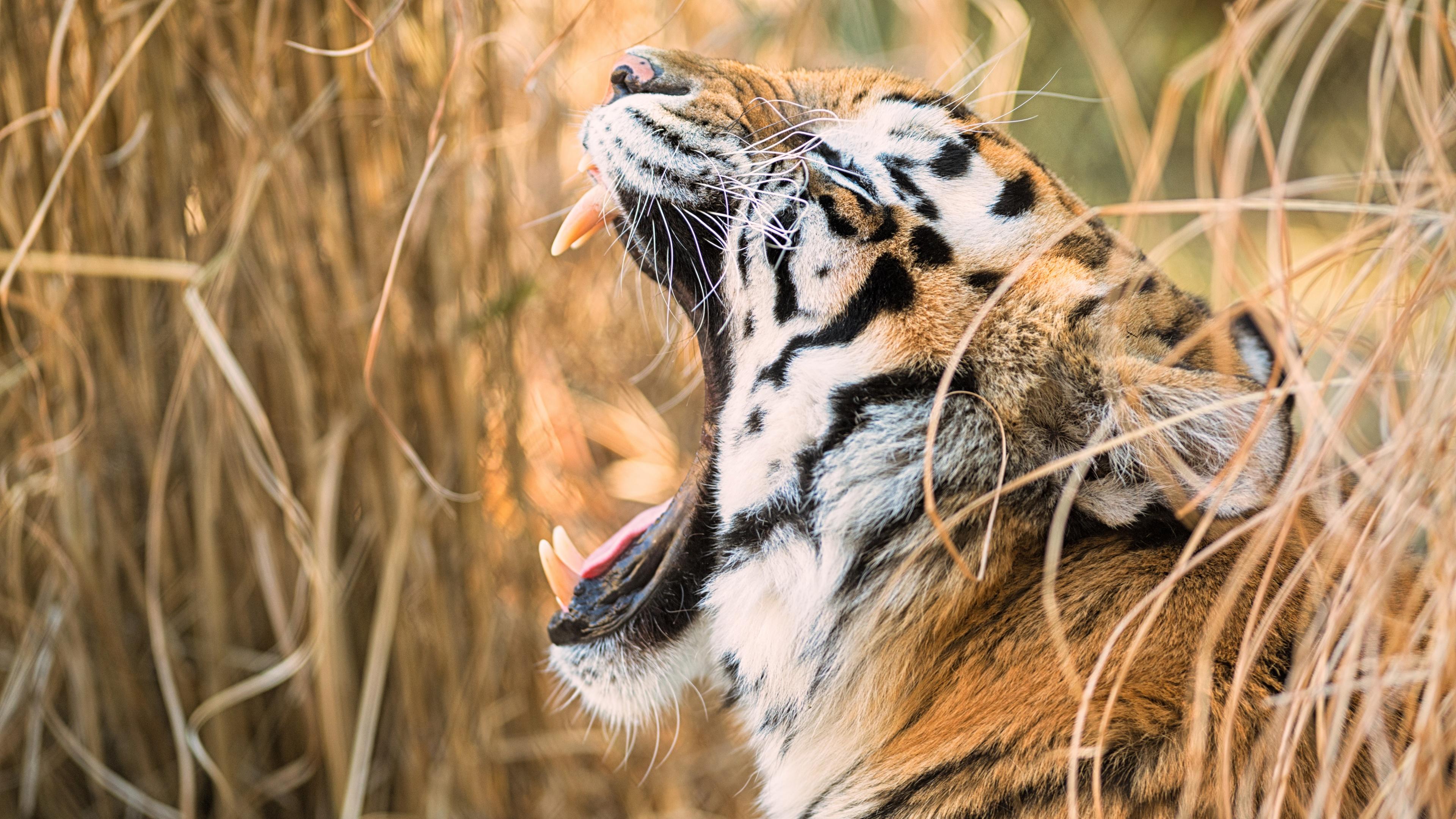 8K Wild Wallpapers - Top Free 8K Wild Backgrounds - WallpaperAccess