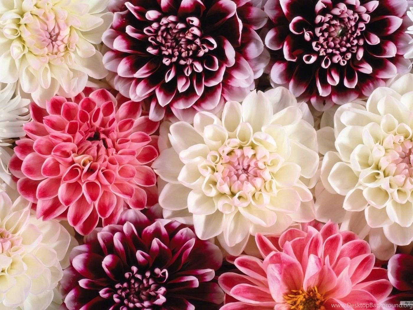 Cute Flower Computer Wallpapers - Top Free Cute Flower Computer ...