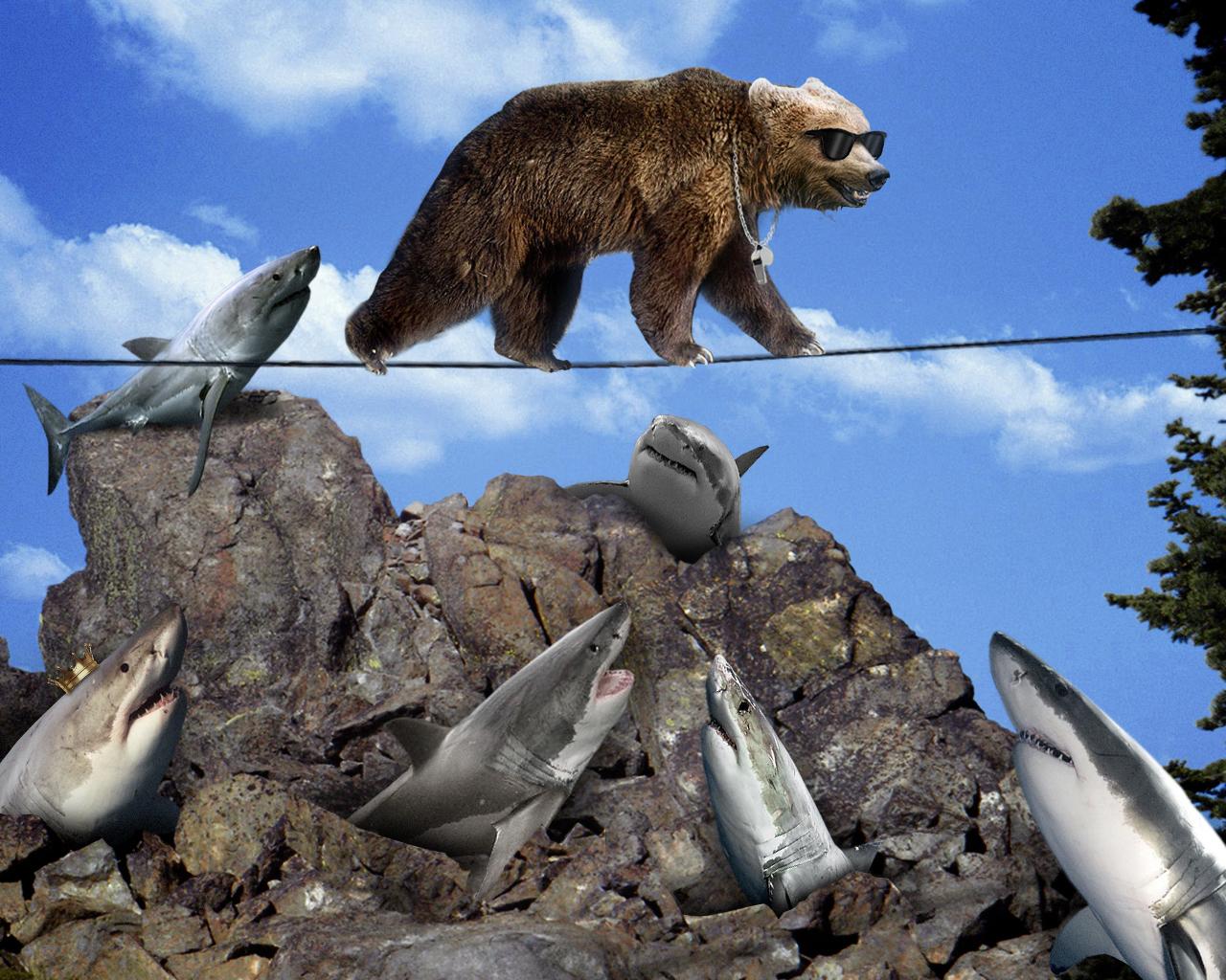 Bear Riding Shark Wallpapers - Top Free Bear Riding Shark Backgrounds ...